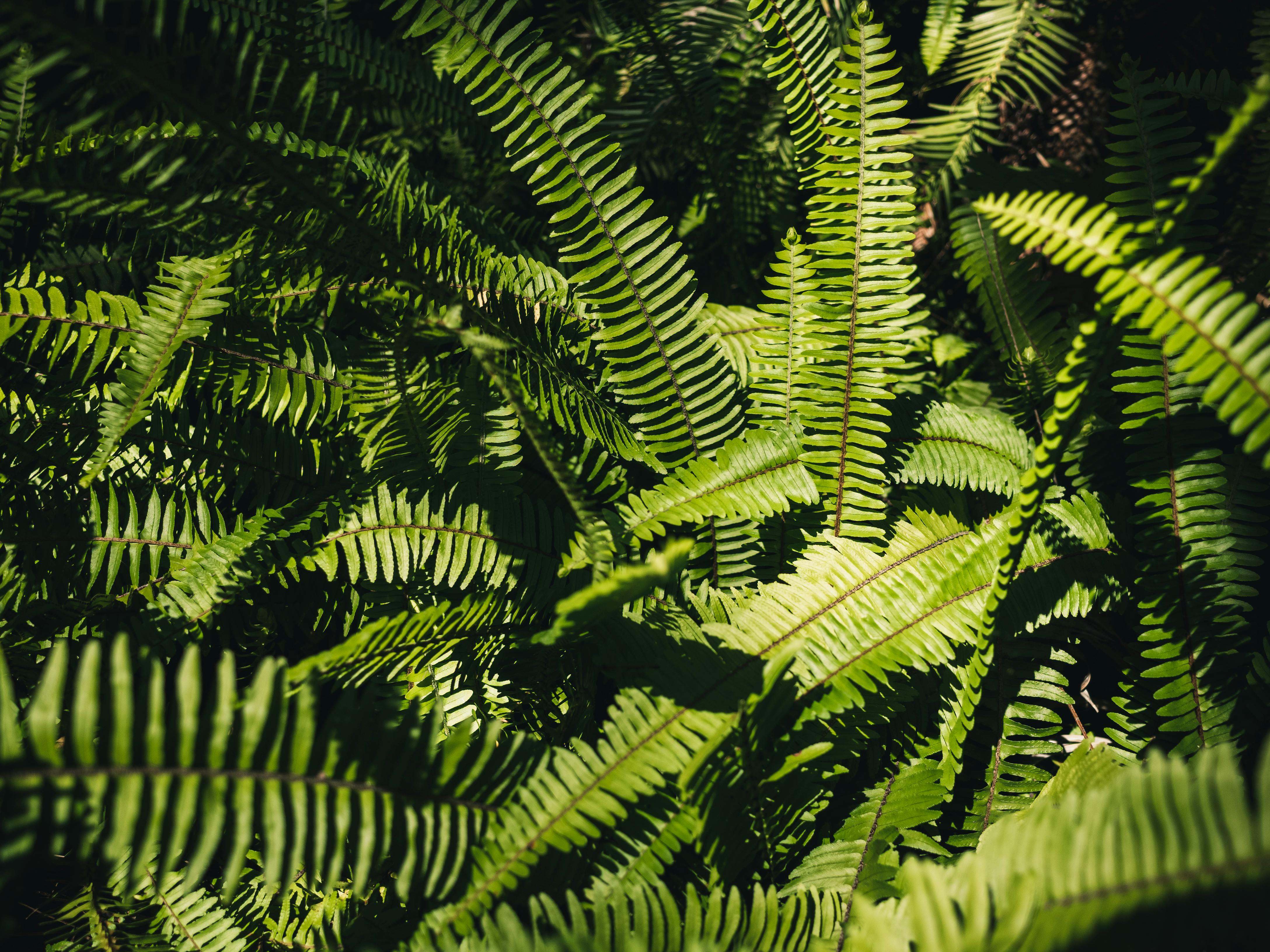 Fern Plants in Close Up Photography · Free Stock Photo
