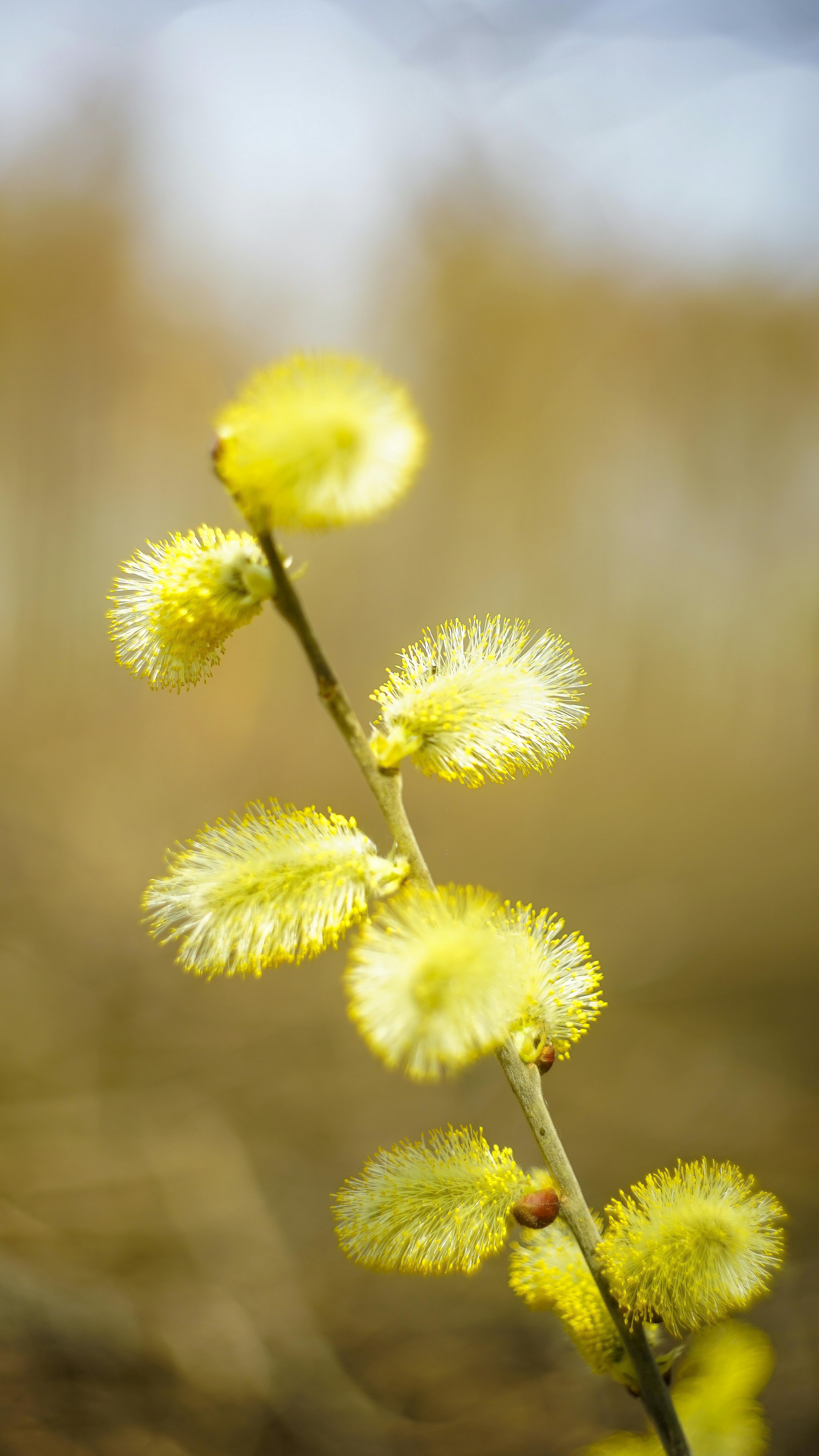 Close Up of Delicate Plant Flower · Free Stock Photo