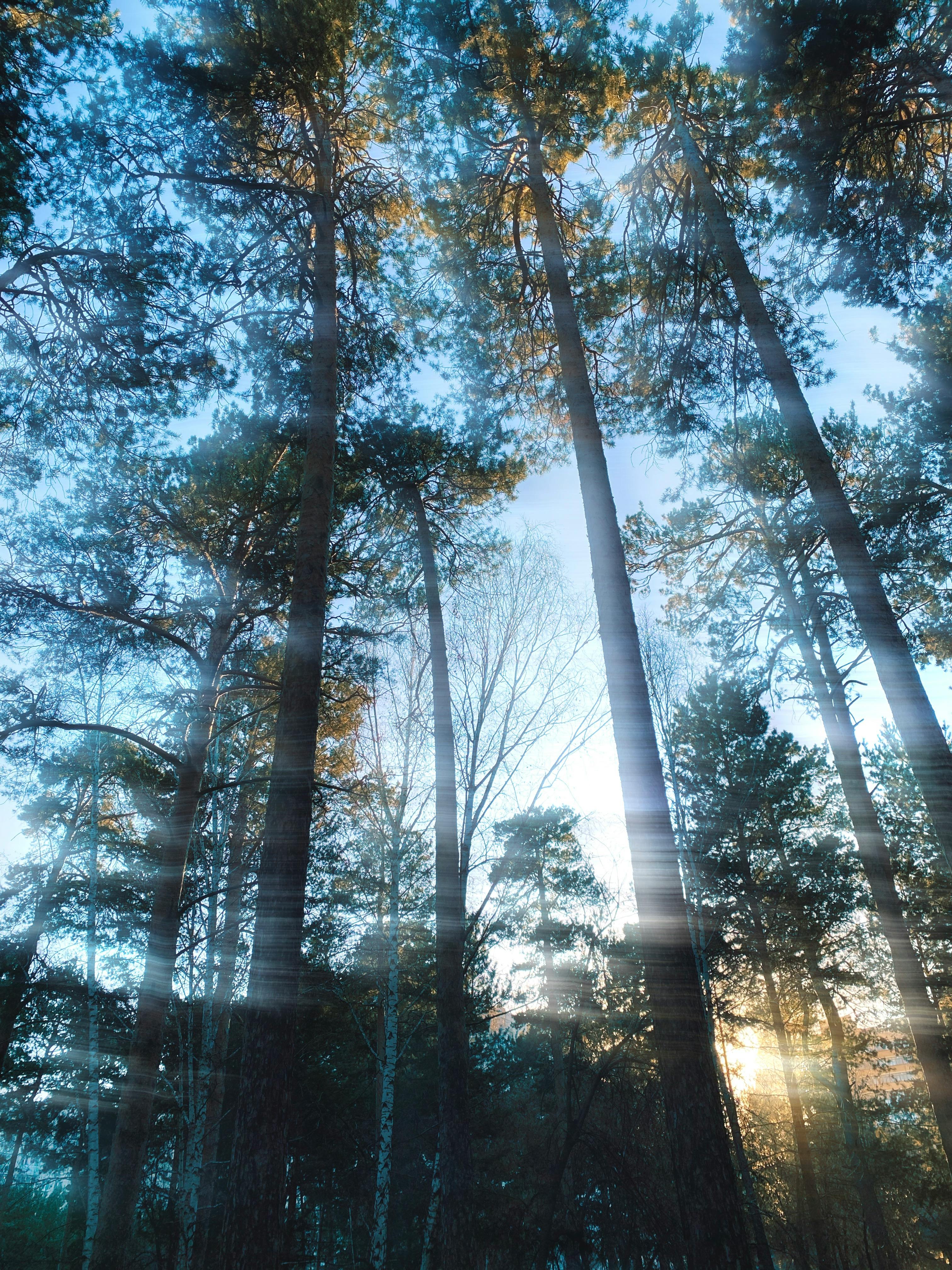 Trees Against Crepuscular Rays · Free Stock Photo