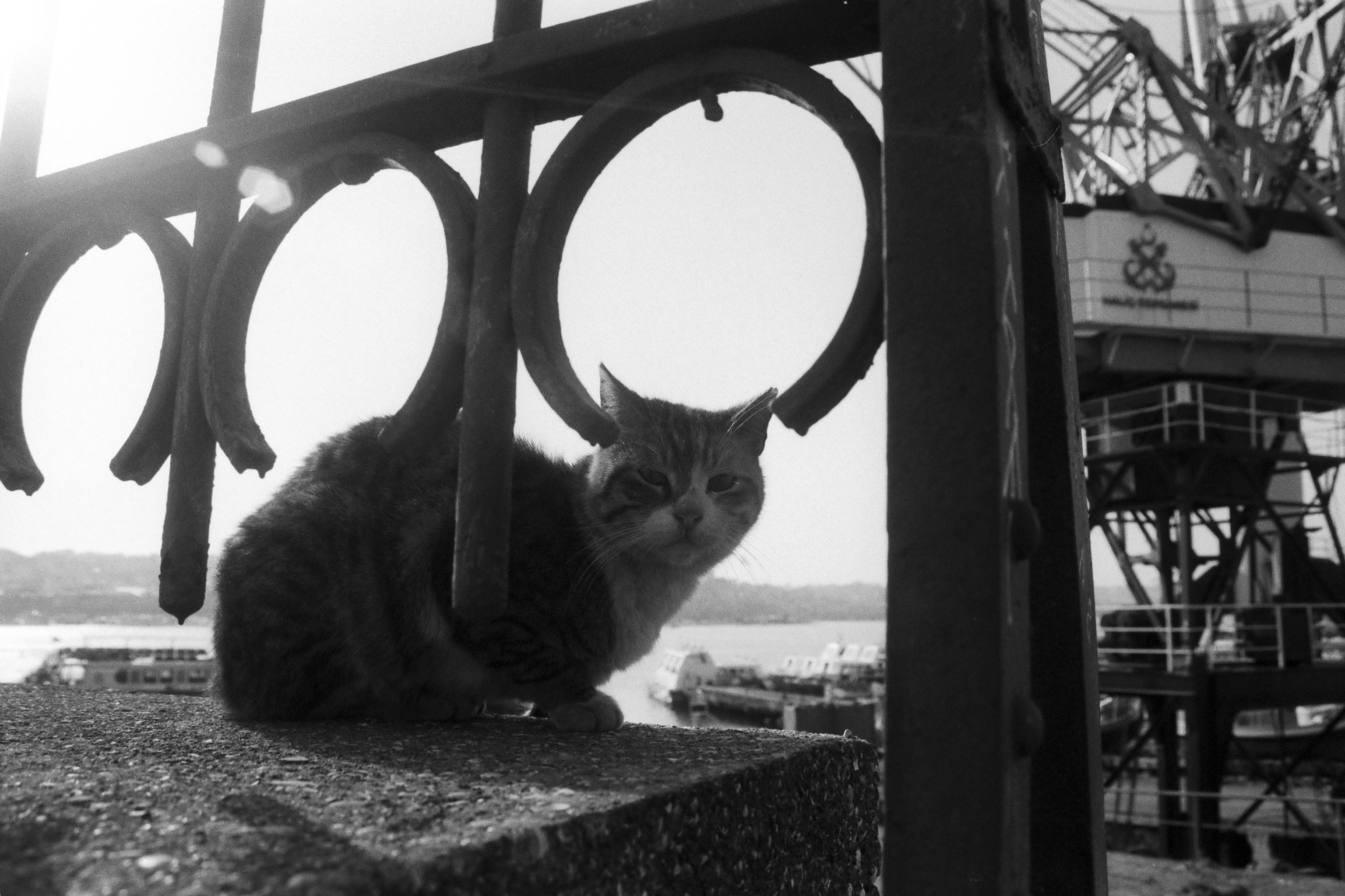 Cat Bars Photos, Download The BEST Free Cat Bars Stock Photos & HD Images