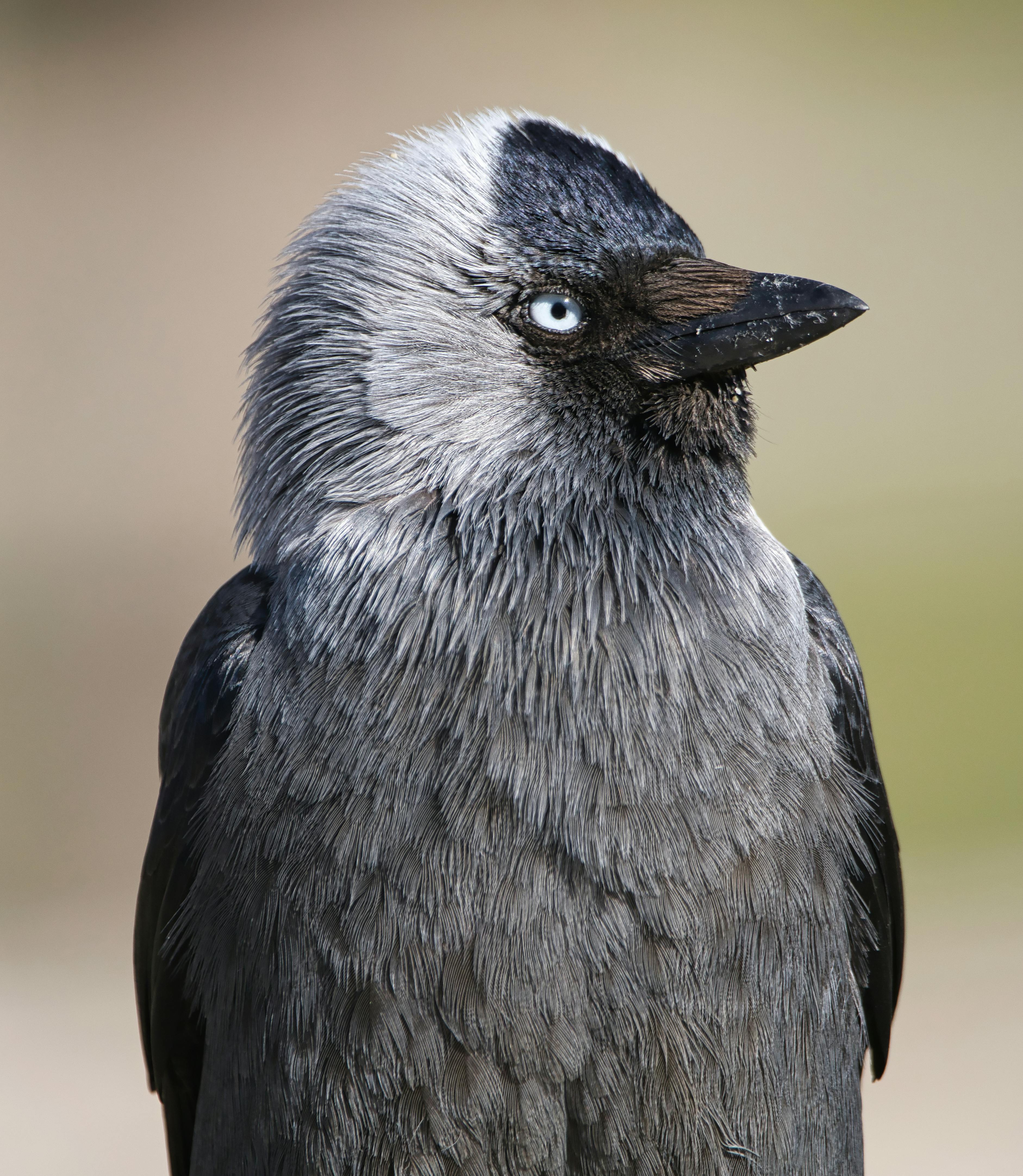 Close-Up Shot of a Jackdaw · Free Stock Photo