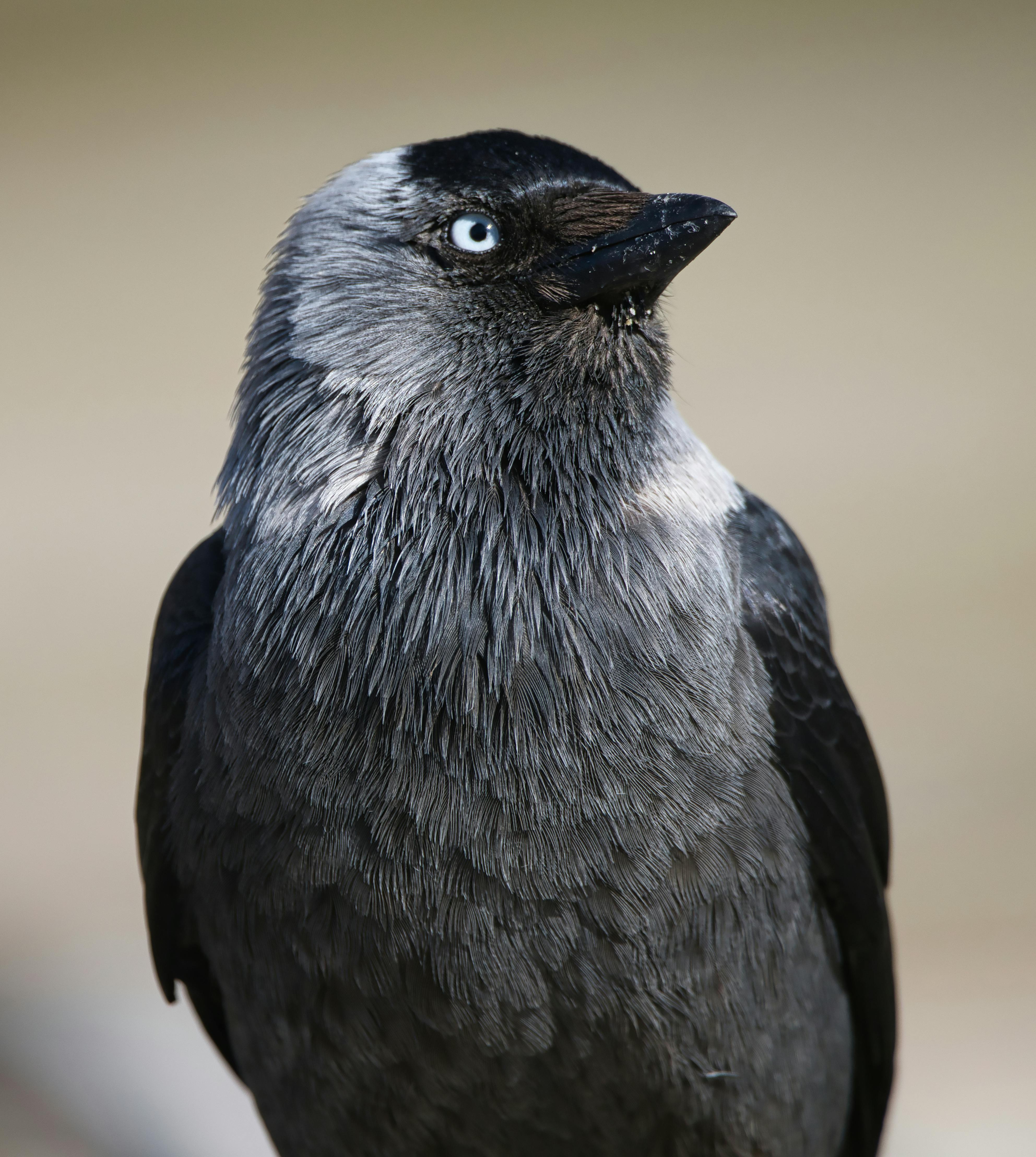 Jackdaw Photos, Download The BEST Free Jackdaw Stock Photos & HD Images