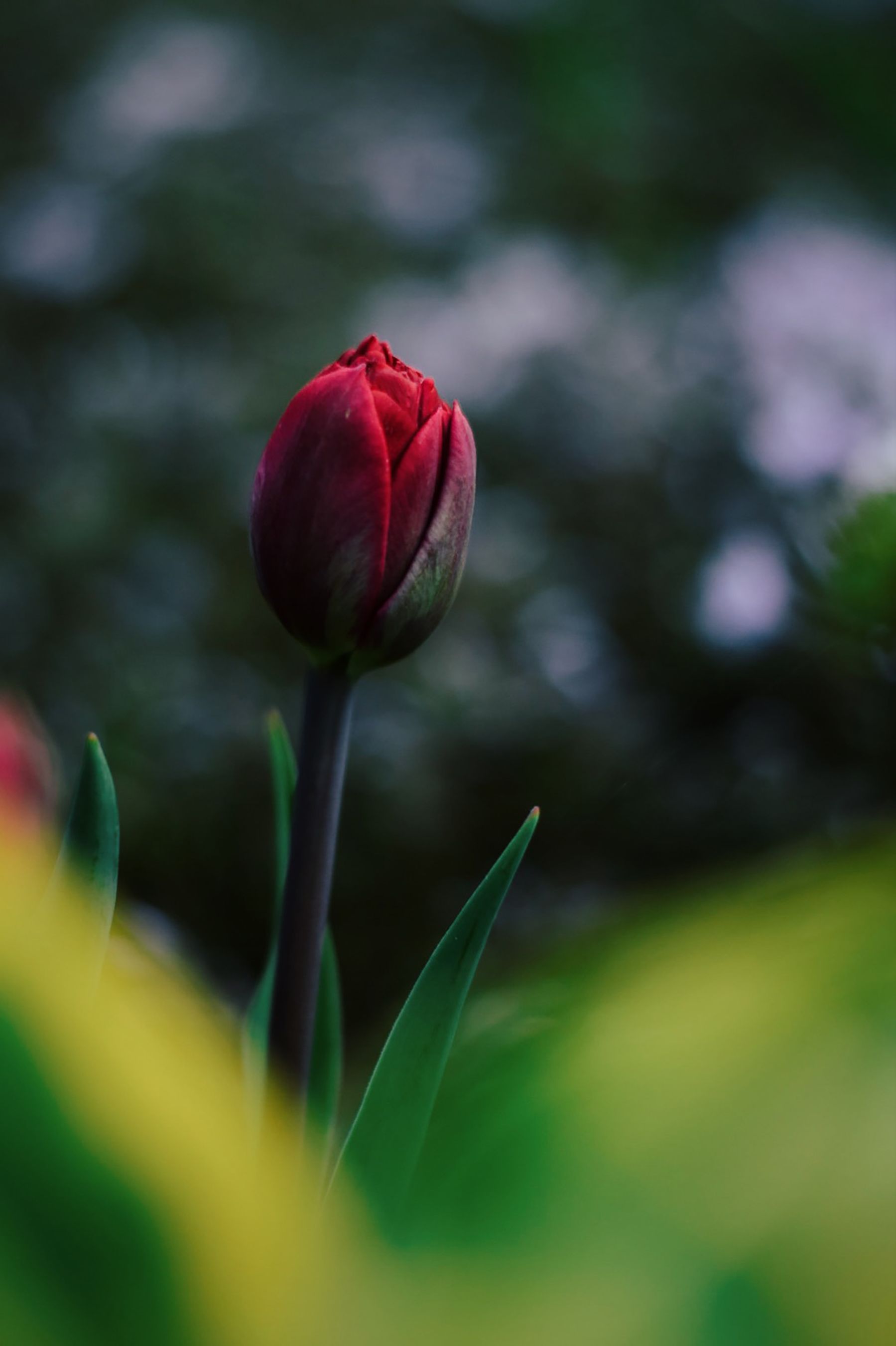 Red Tulip Flower On Book Page · Free Stock Photo