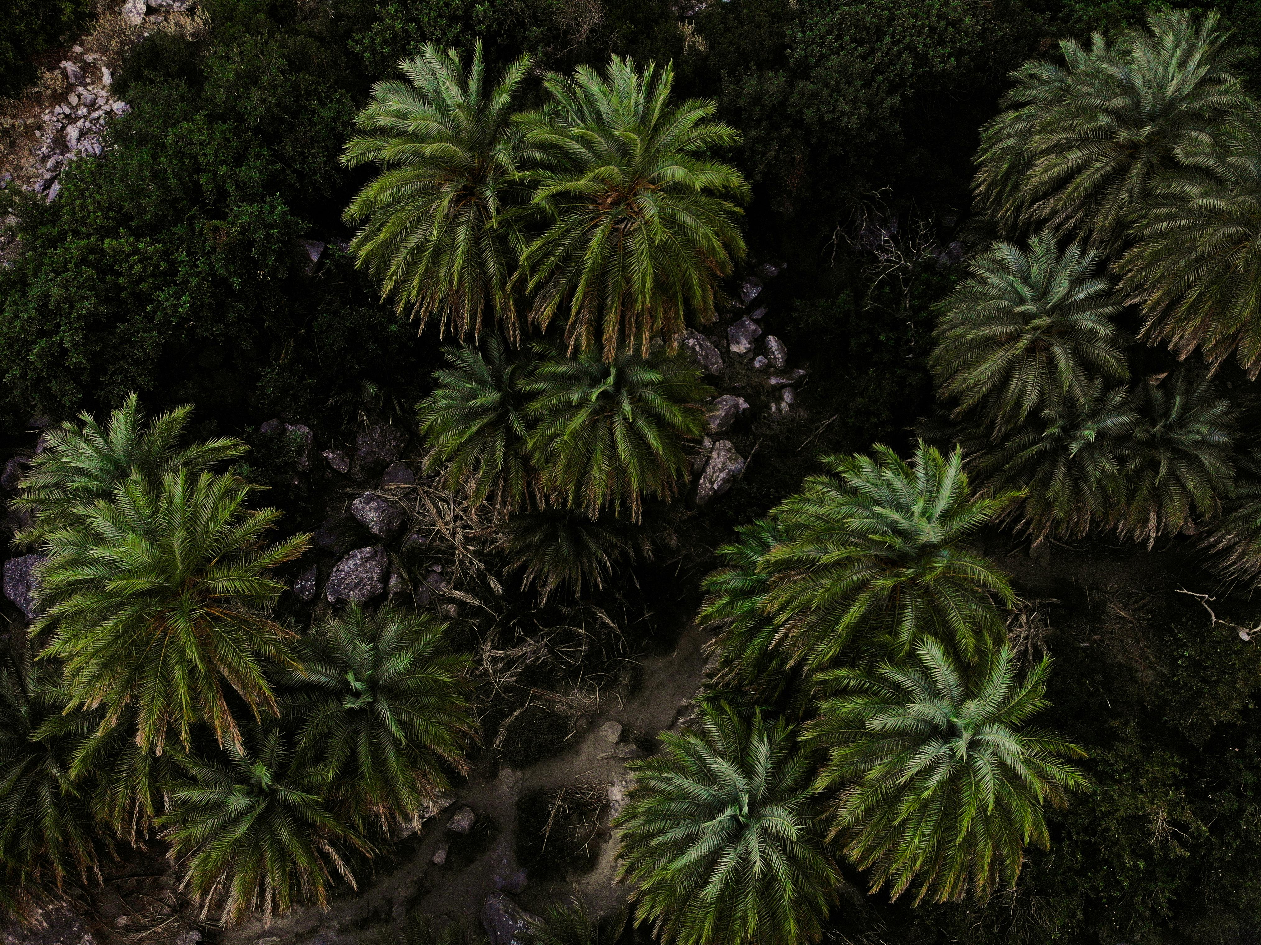 Birds Eye View of Palm Trees · Free Stock Photo