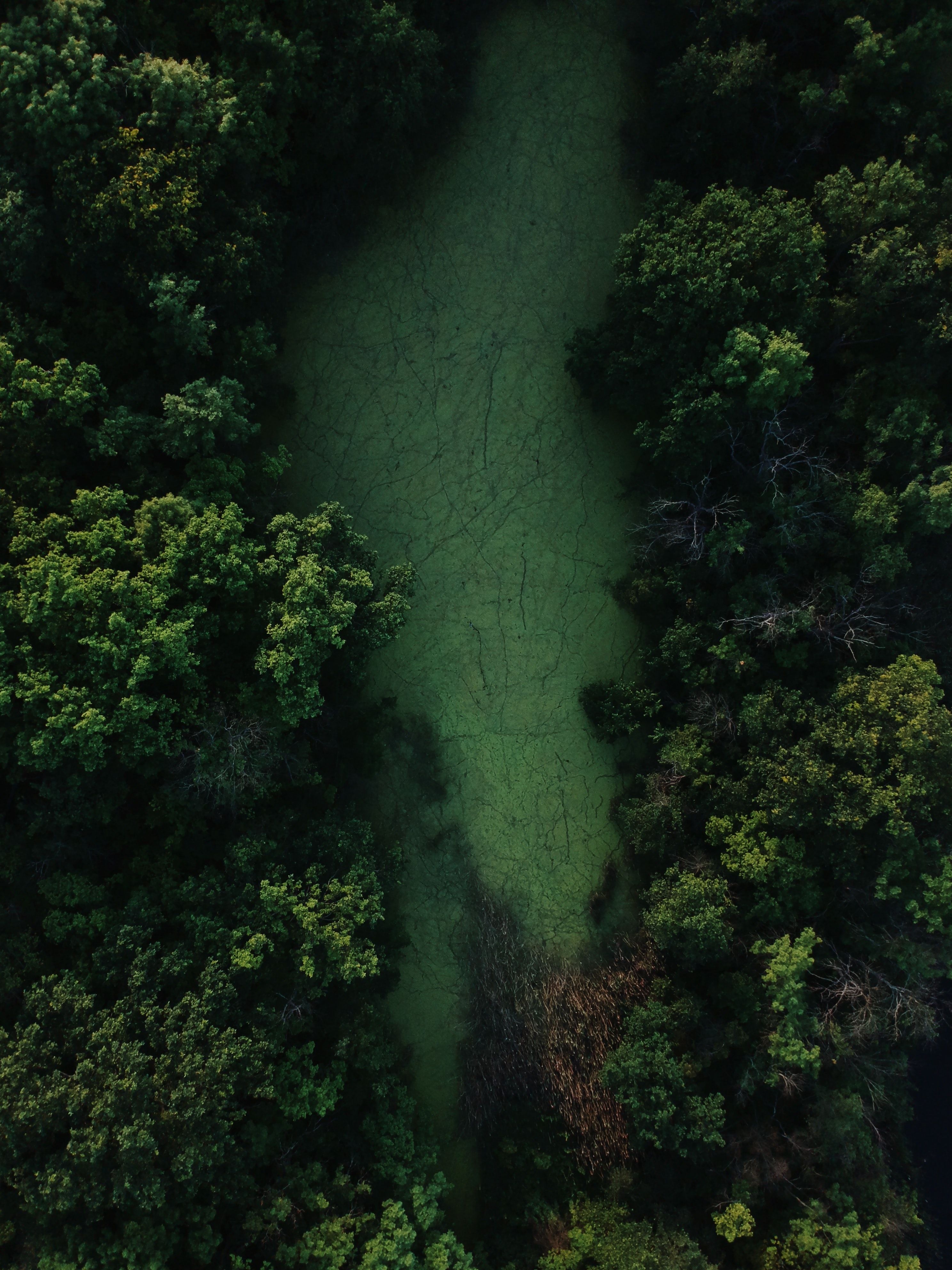 River and Trees Landscape · Free Stock Photo