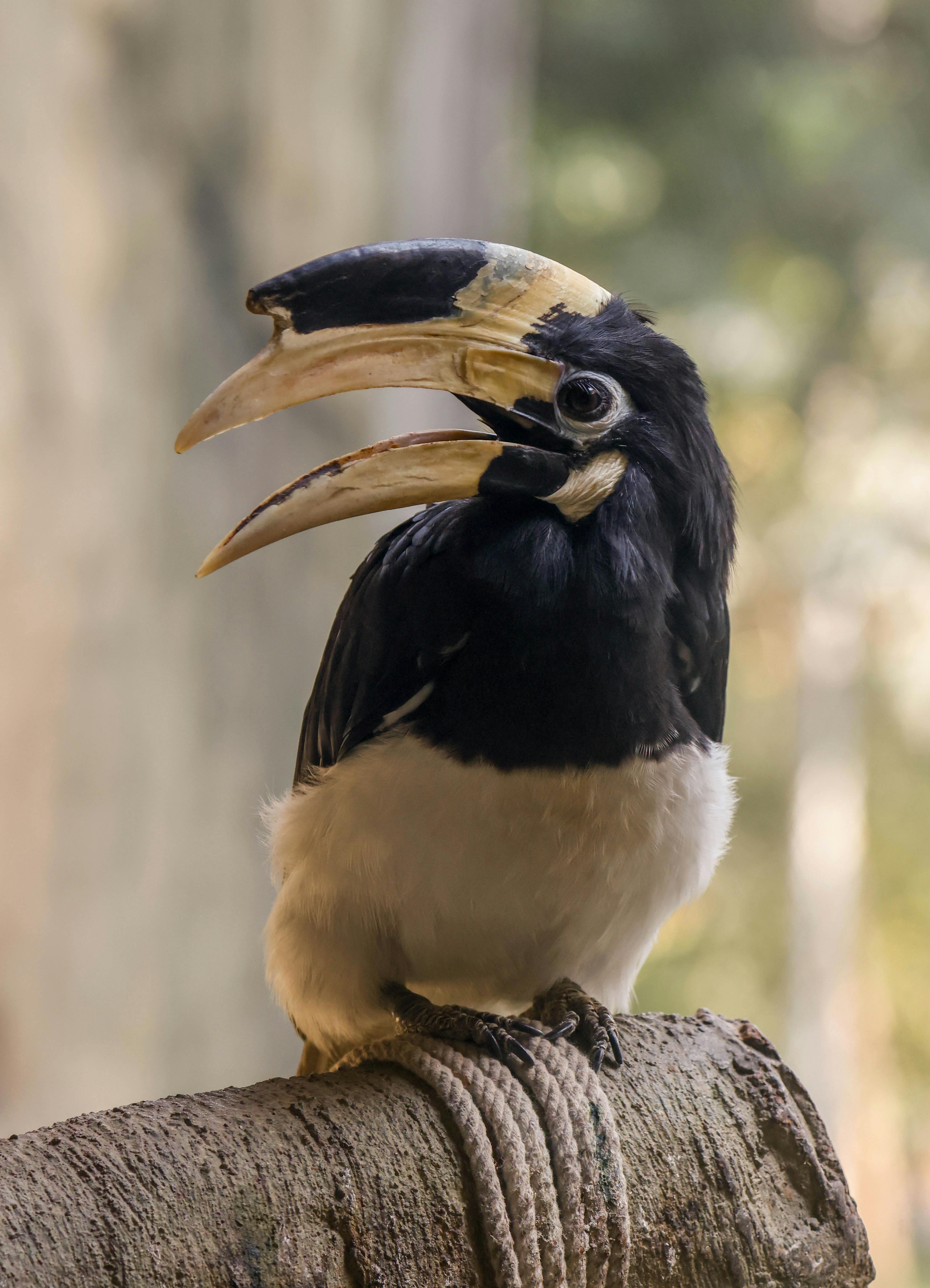 Hornbill Sitting on Rope · Free Stock Photo