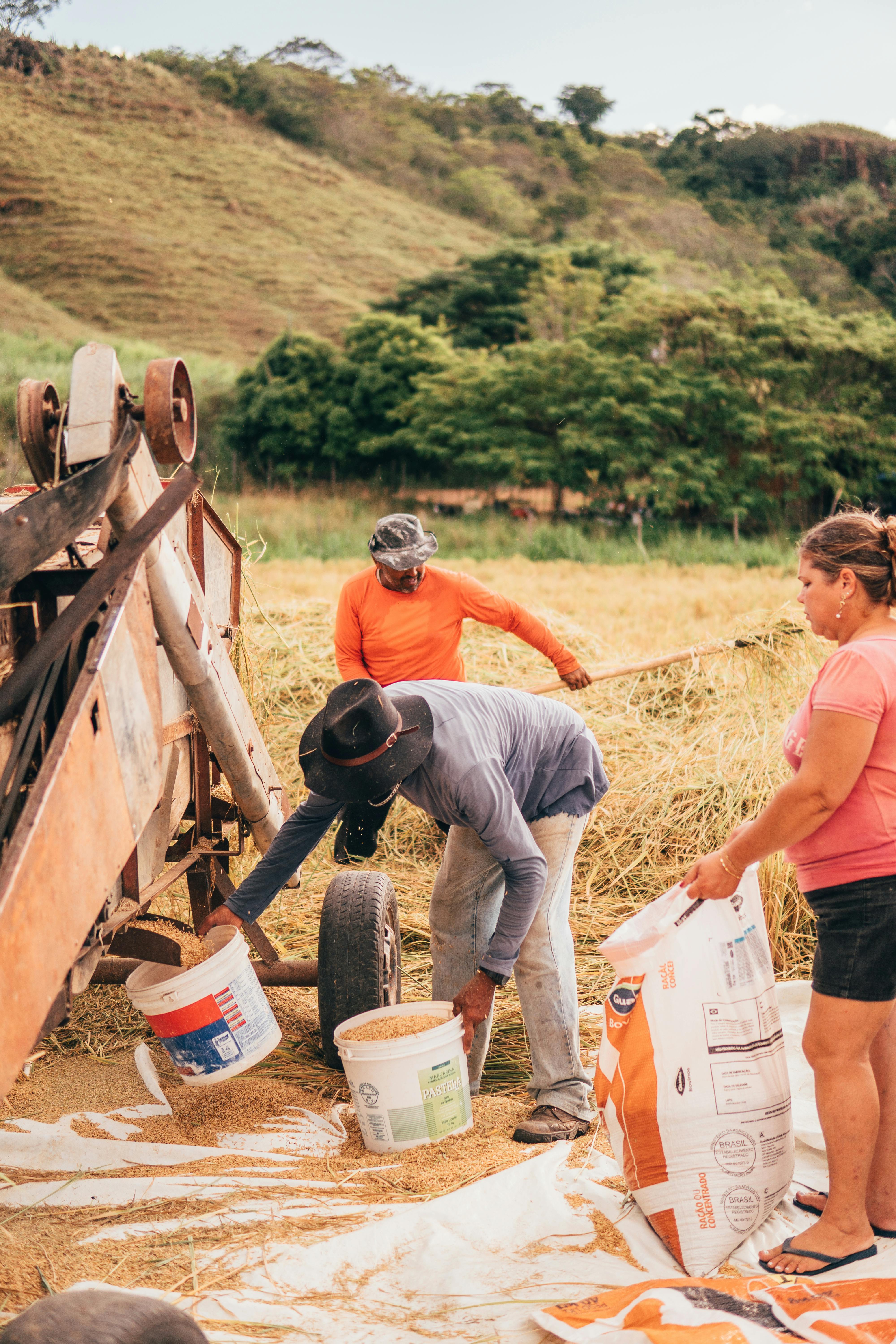 Farmers Threshing in Field · Free Stock Photo