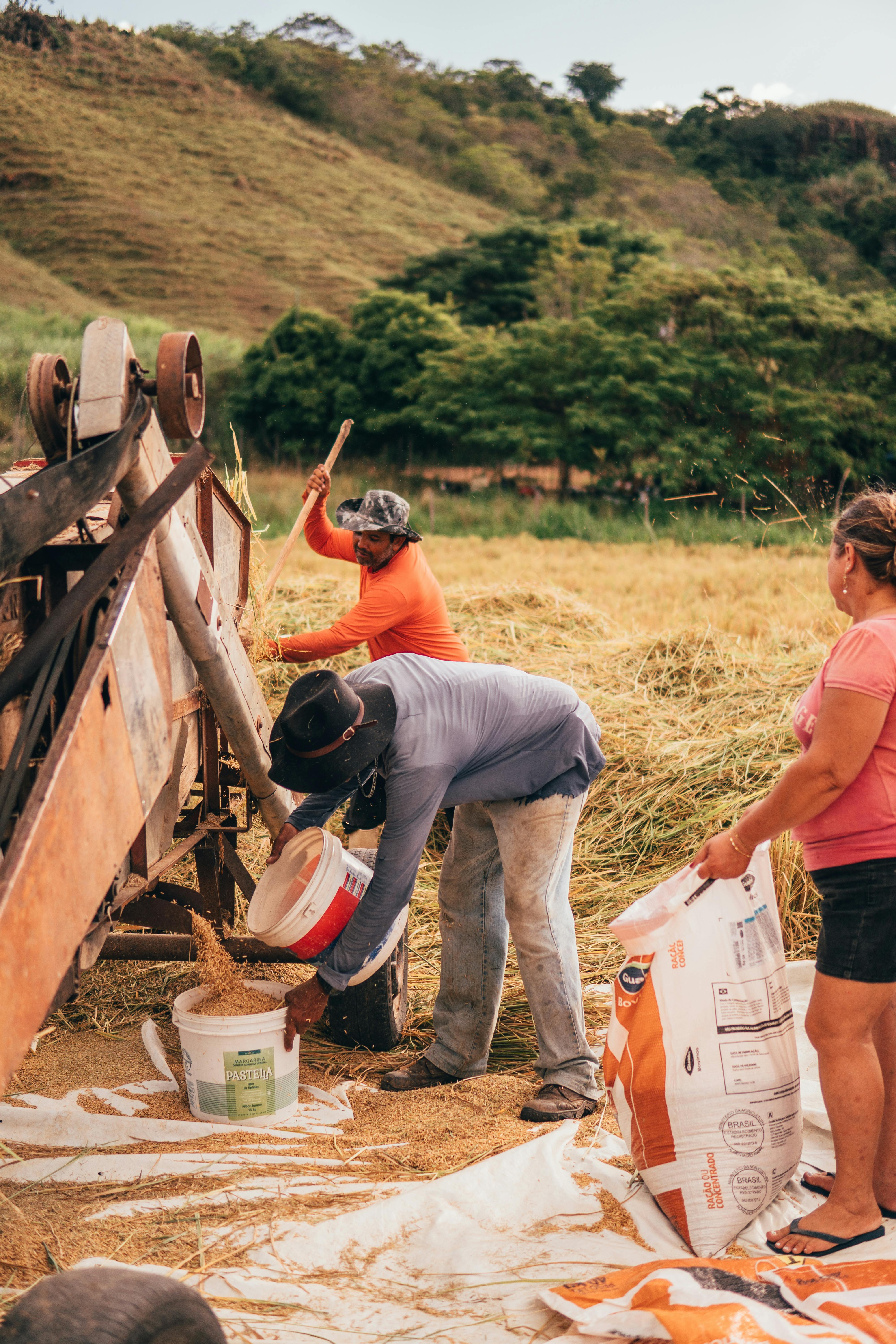 People Working with Crop in Field · Free Stock Photo