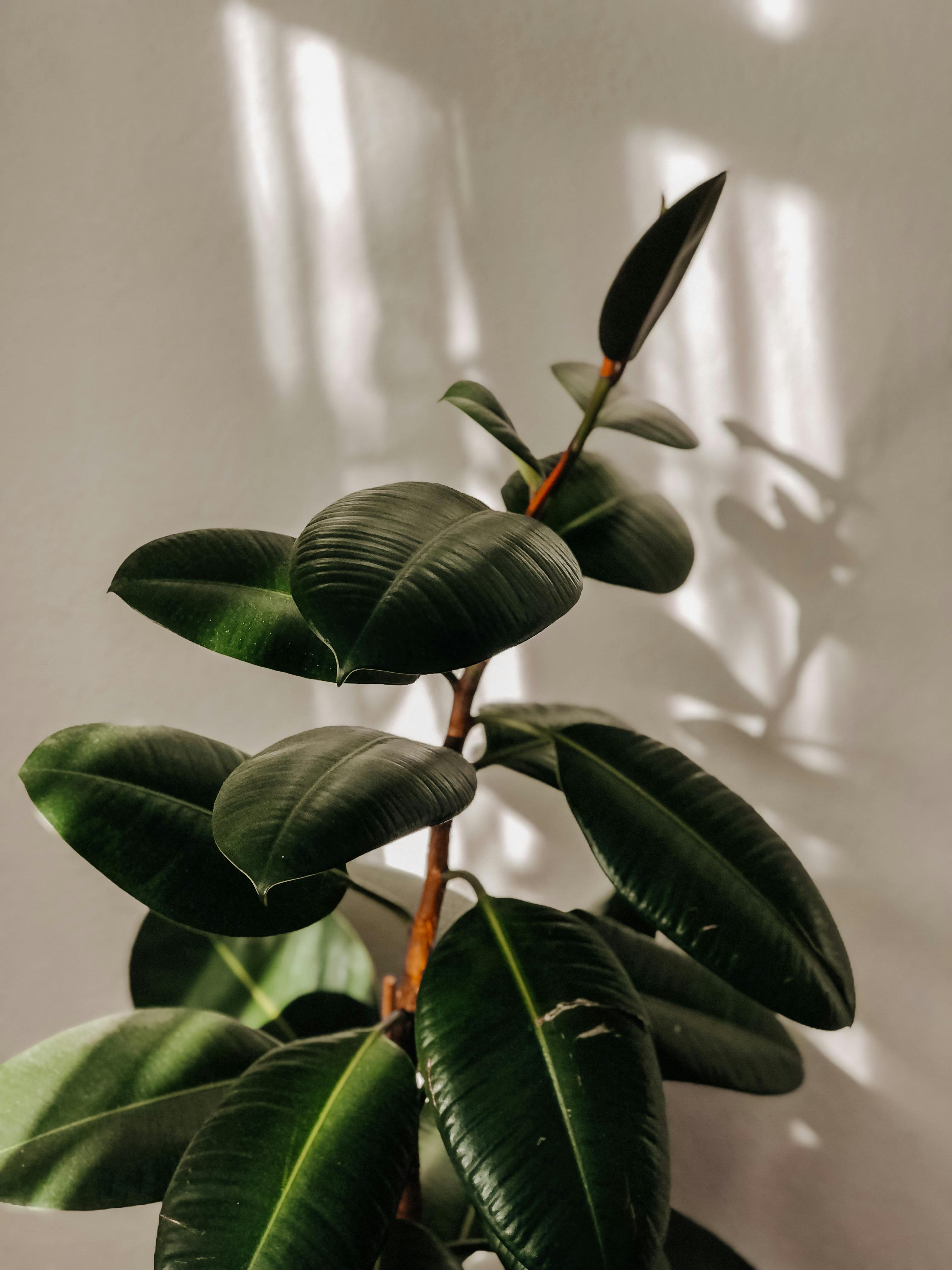 Rubber Tree Photos, Download The BEST Free Rubber Tree Stock Photos ...