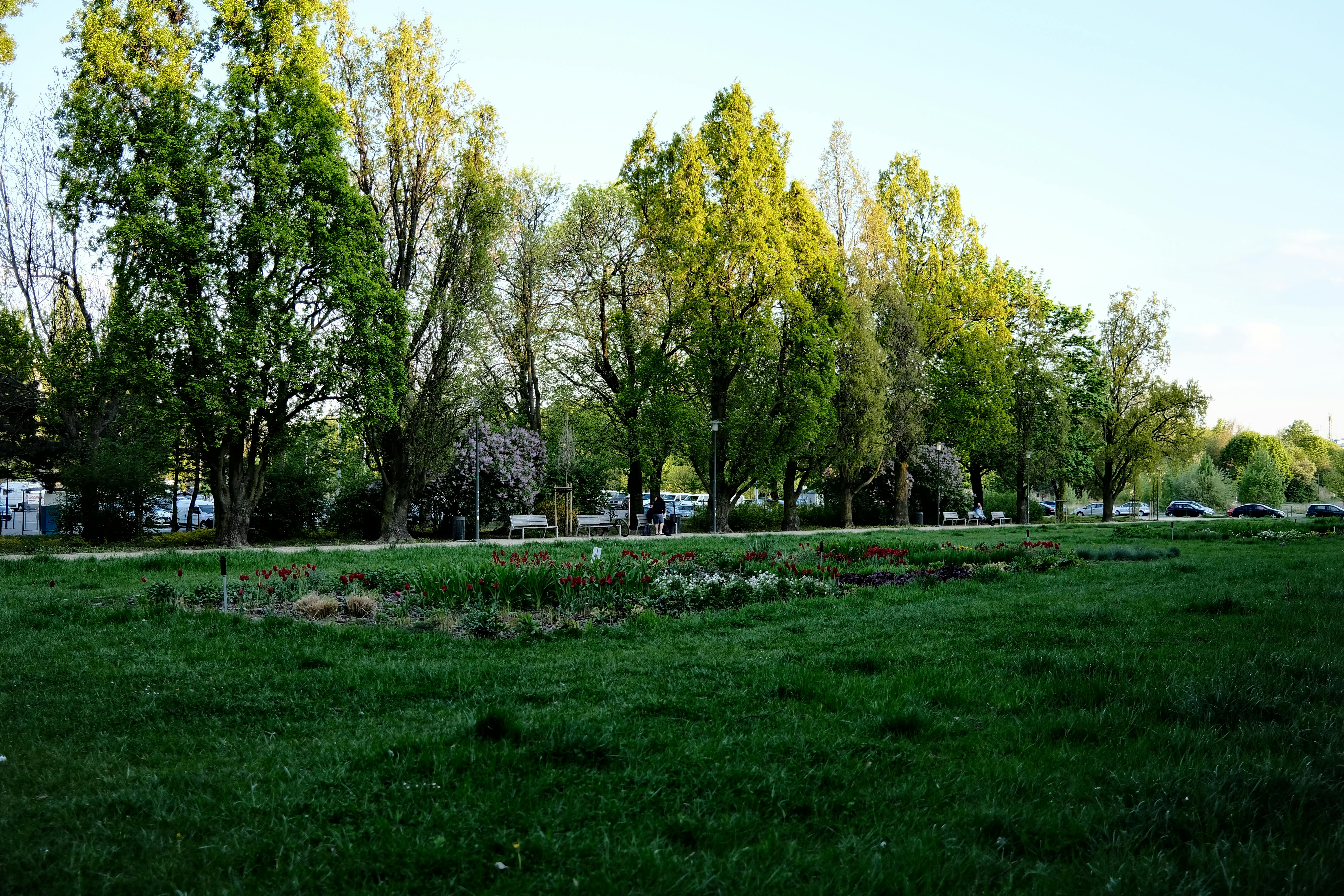 Green Grass Field With Trees · Free Stock Photo