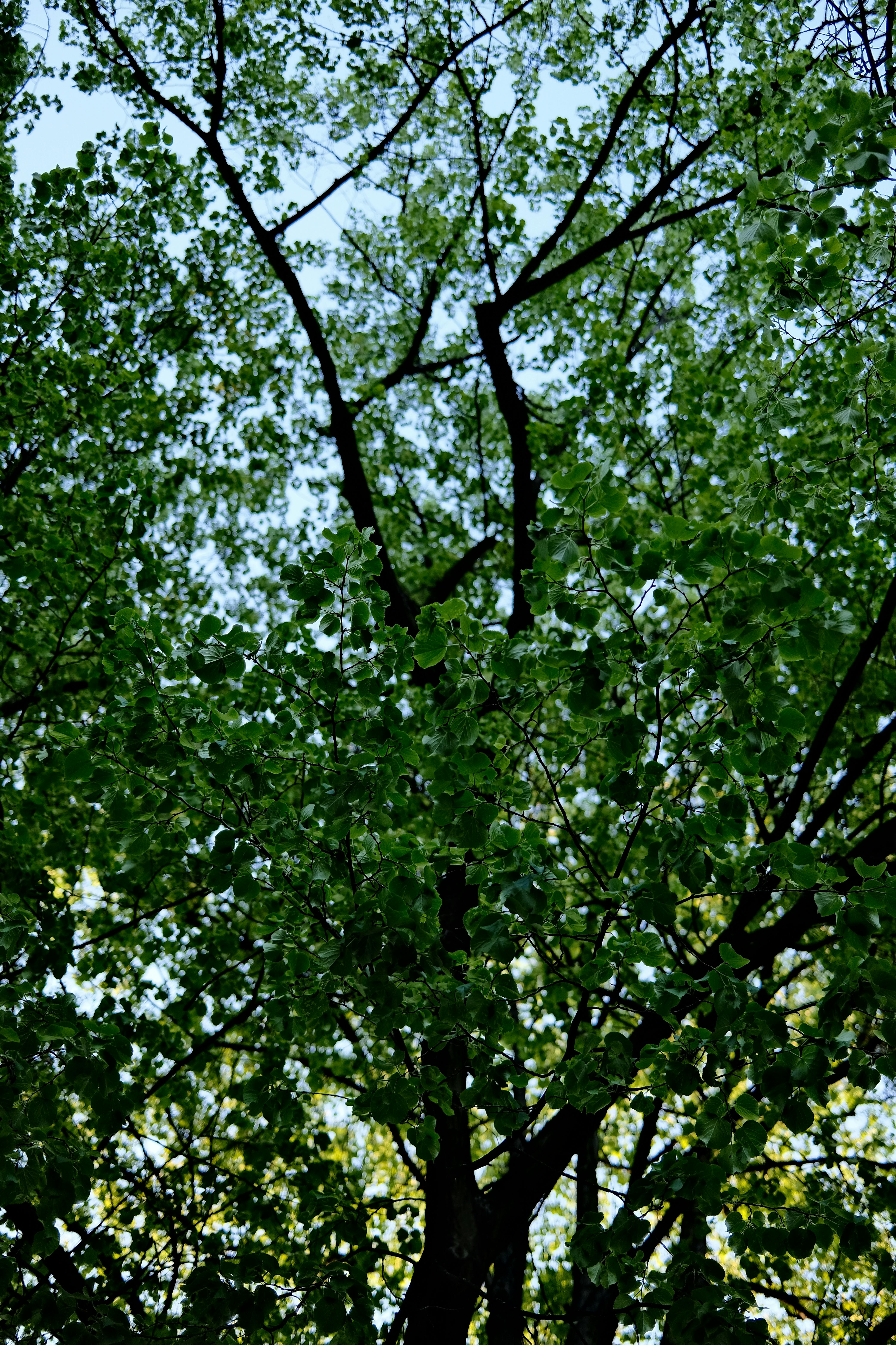 Photo of Green Tree · Free Stock Photo