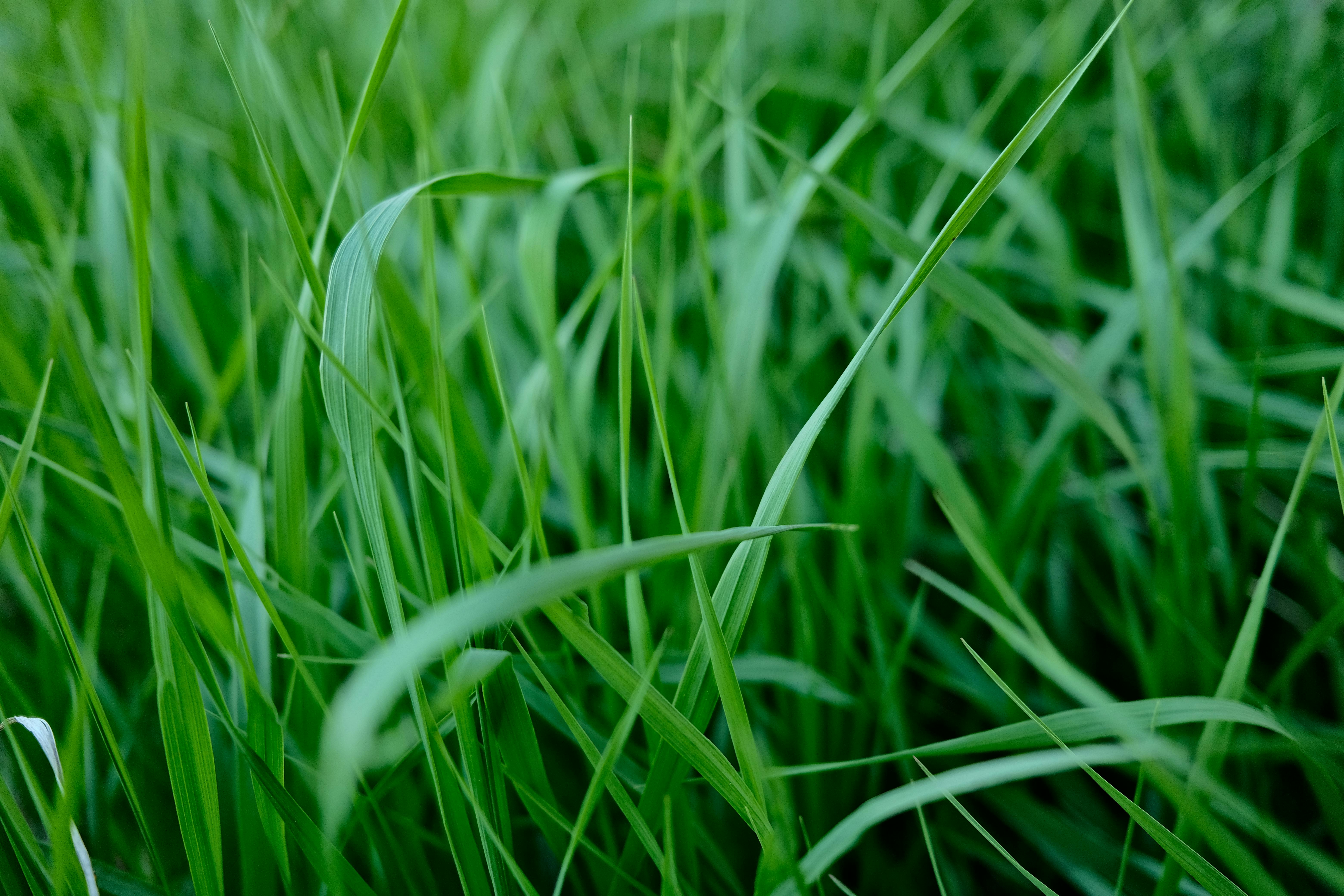 Dark Green Grass on White Sand · Free Stock Photo