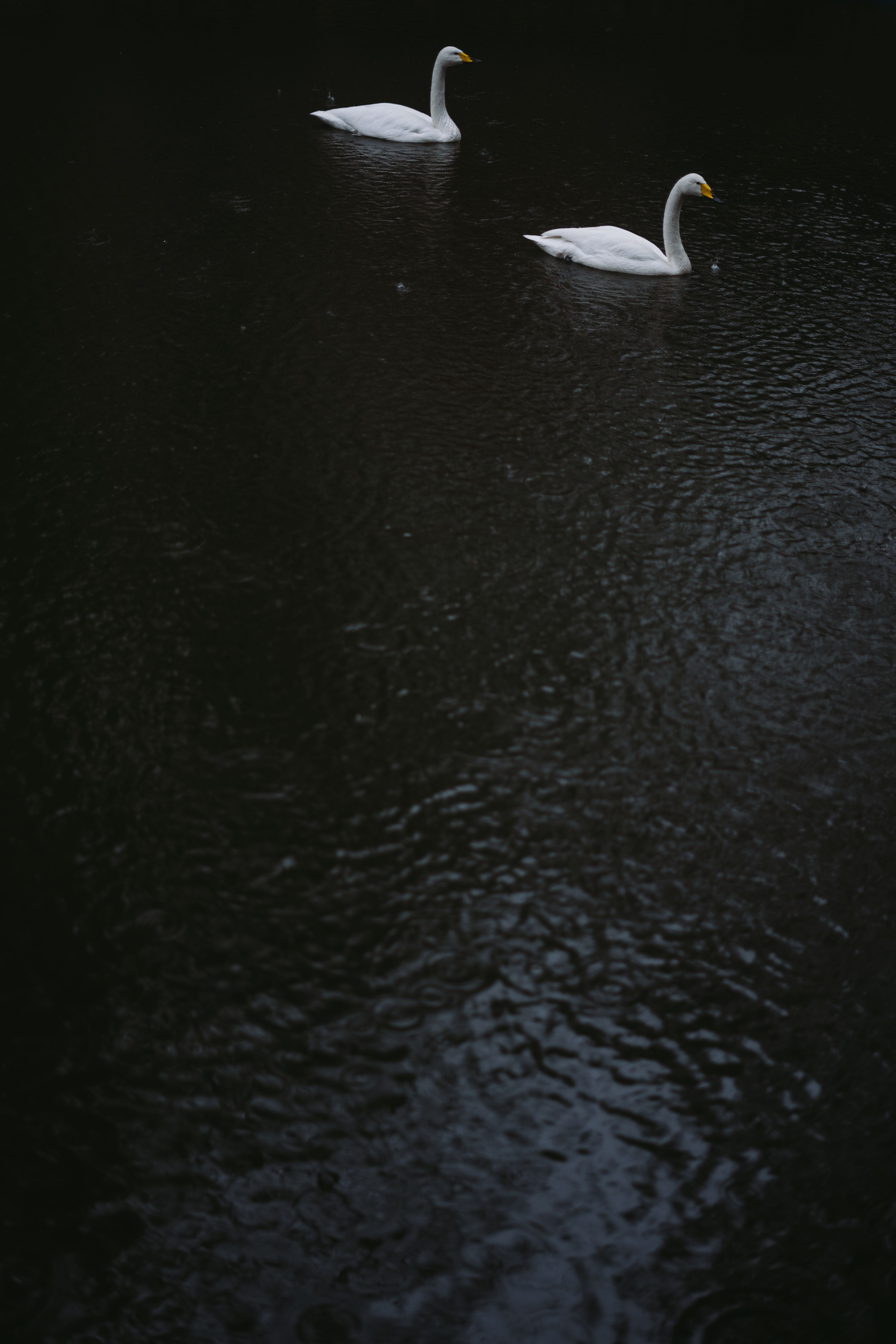 Waterfowls on Body of Water · Free Stock Photo