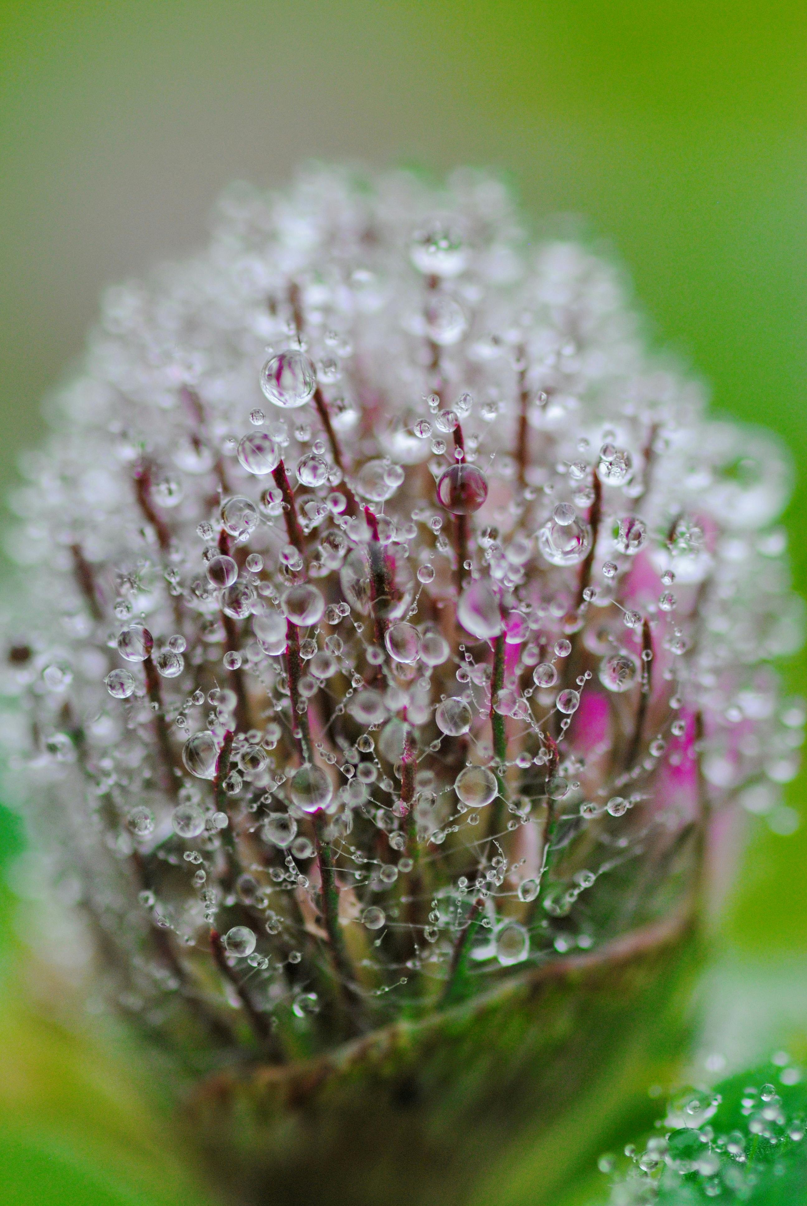 Waterdrops on Flower · Free Stock Photo
