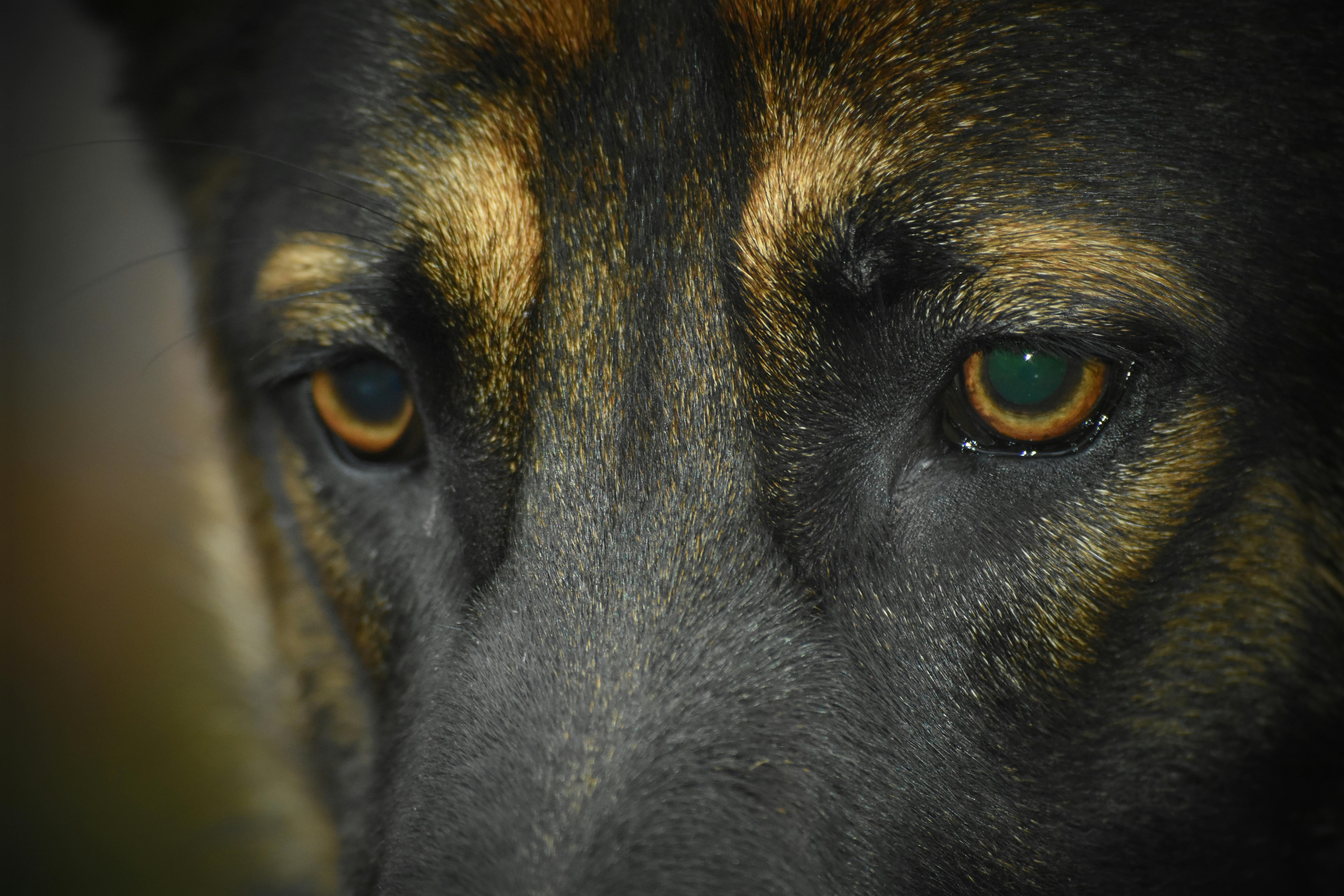 Nancy Benoit - 사진