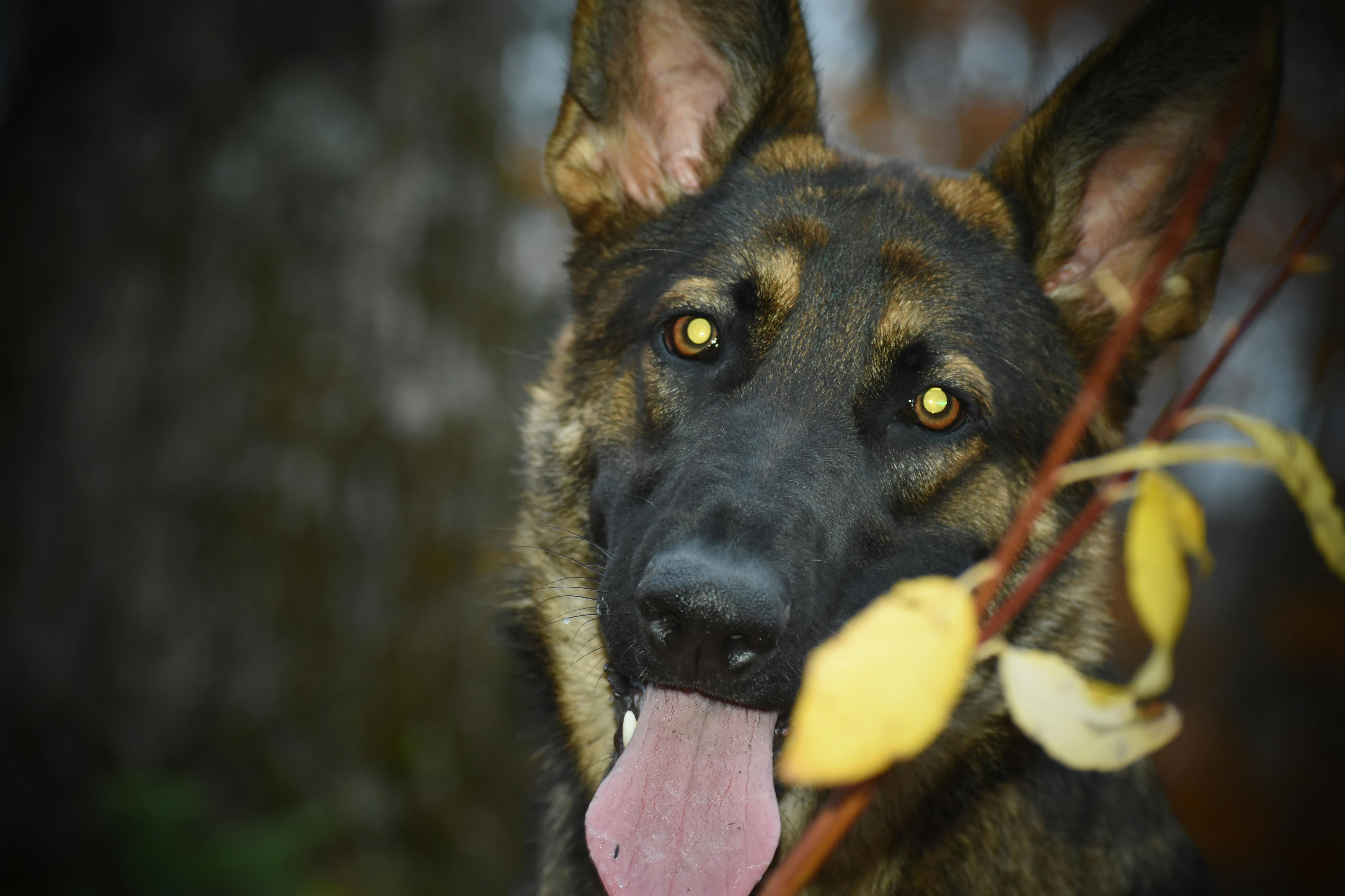 Nancy Benoit - 사진