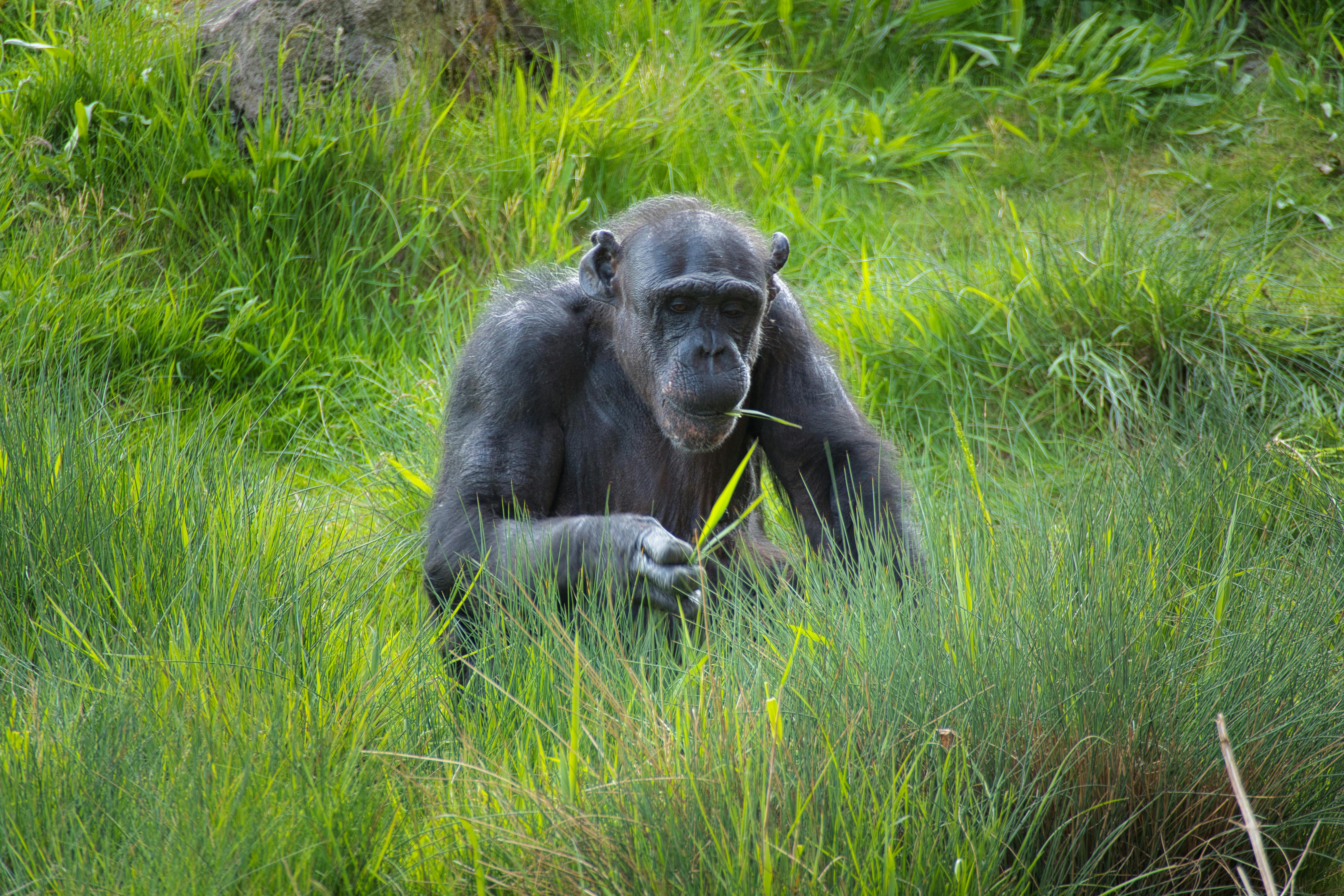A Chimpanzee on Green Grass Eating Grass · Free Stock Photo