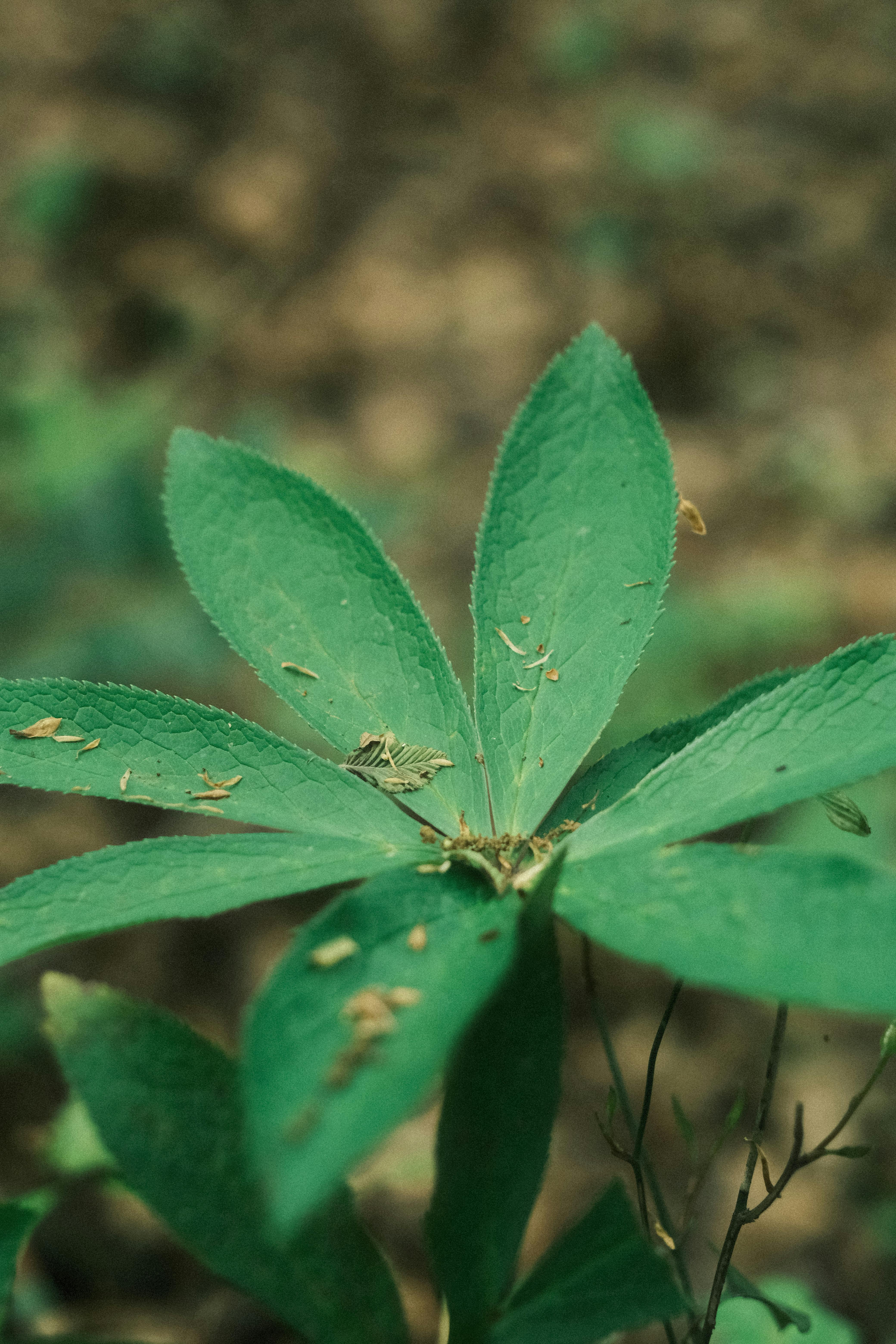Photo of the Medeola Virginiana known as the Indian Cucumber · Free ...