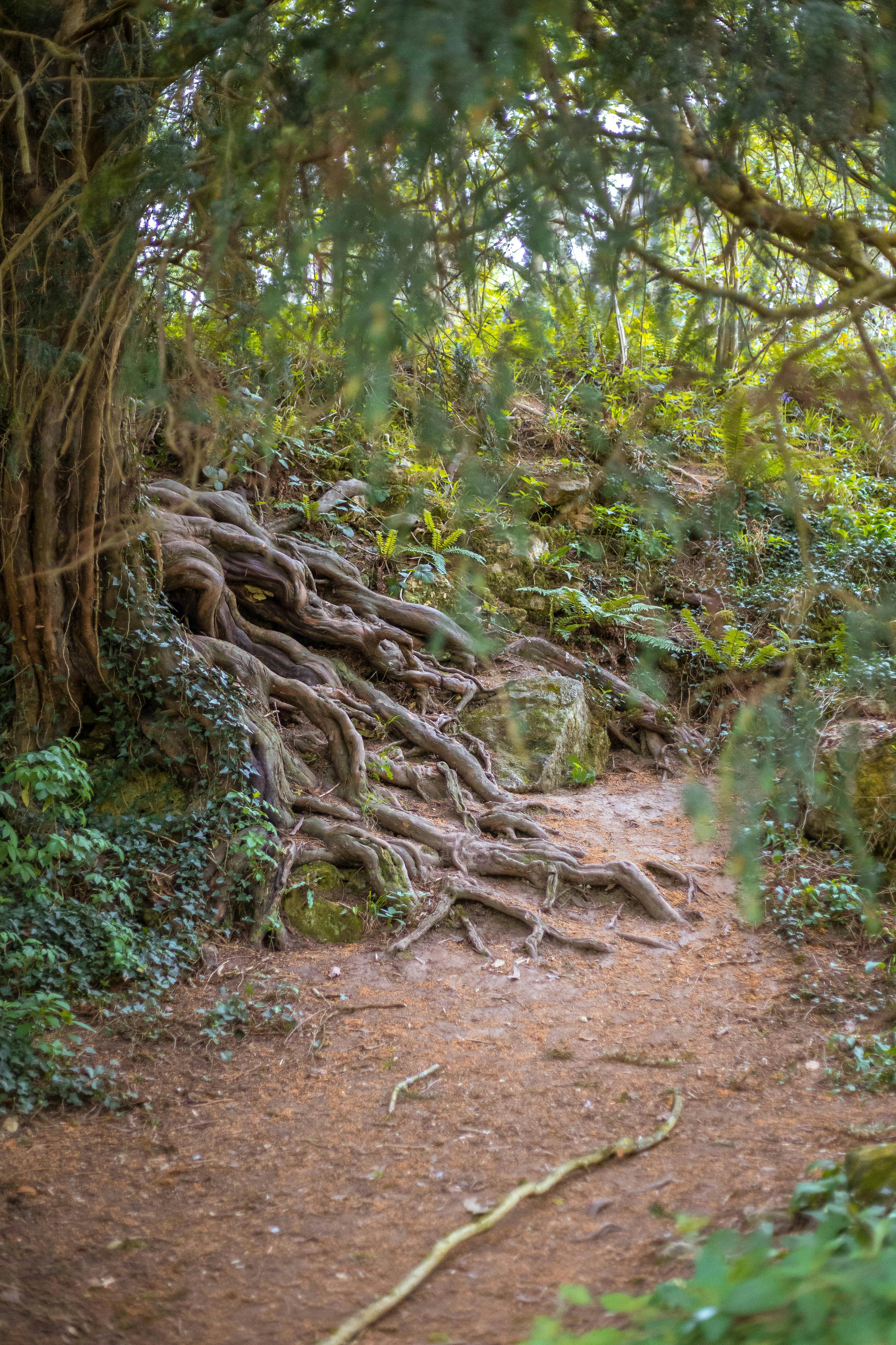 Roots near Trees in Forest · Free Stock Photo
