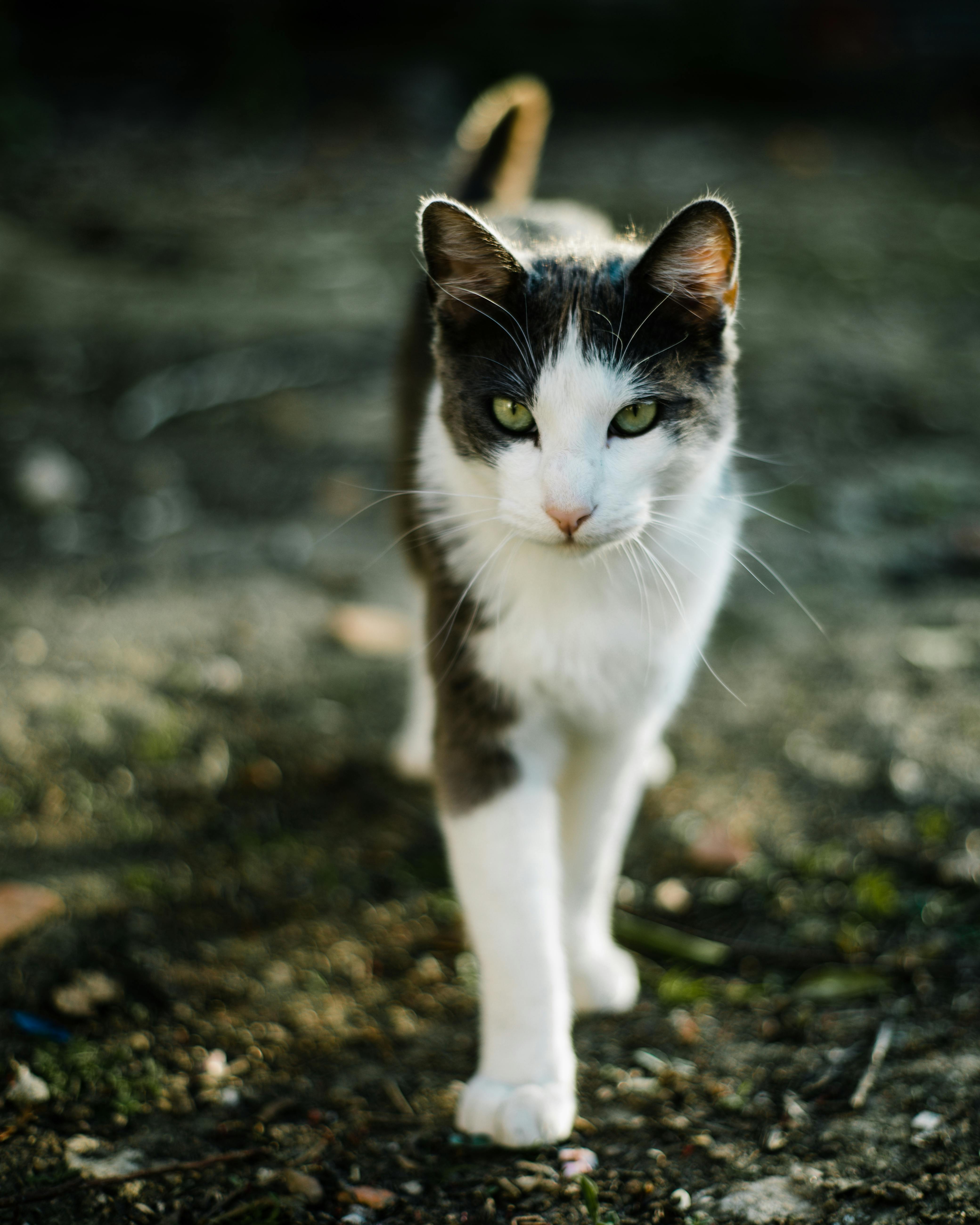 Cat in Close-Up Photography · Free Stock Photo