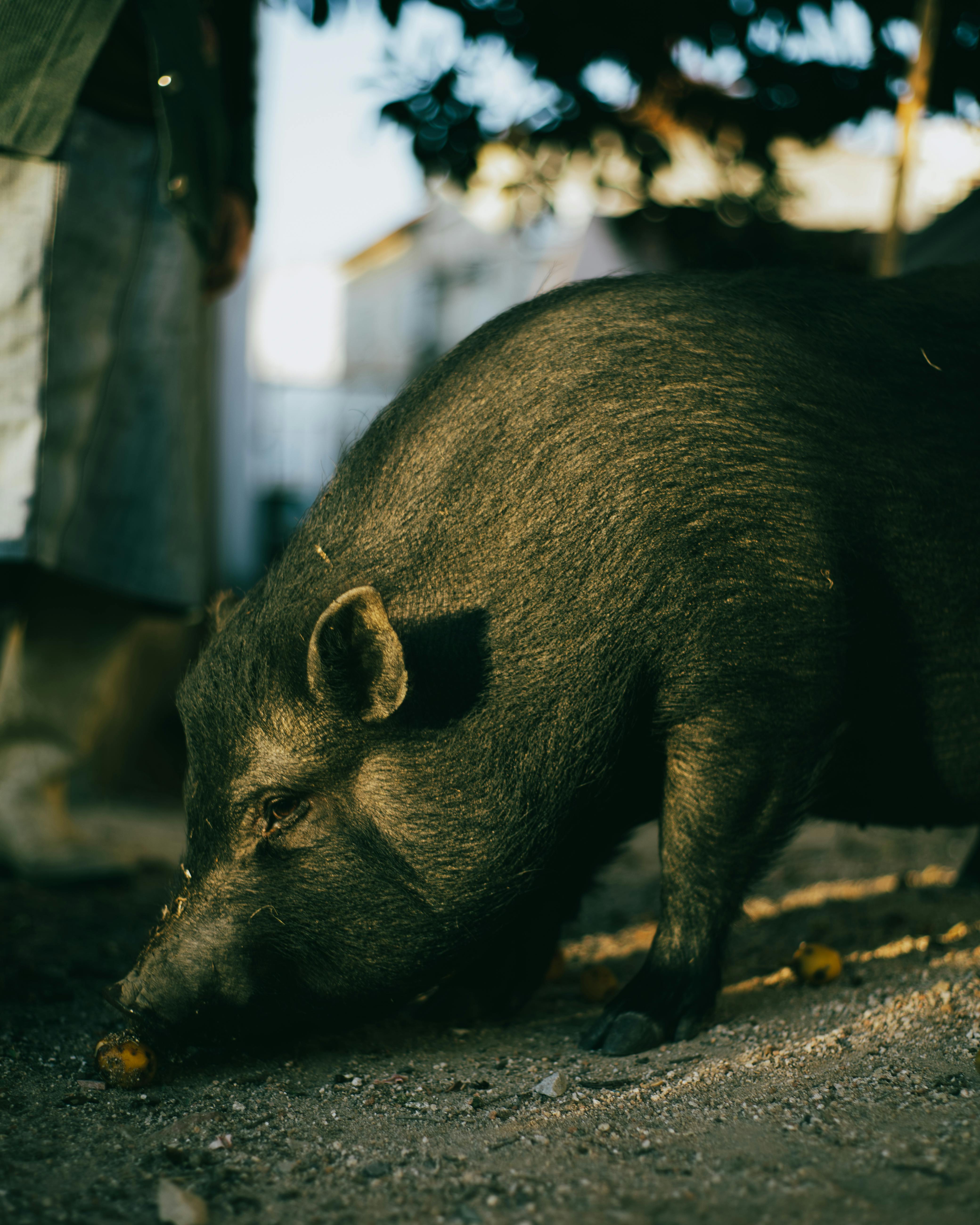 Close Photo of Pig · Free Stock Photo