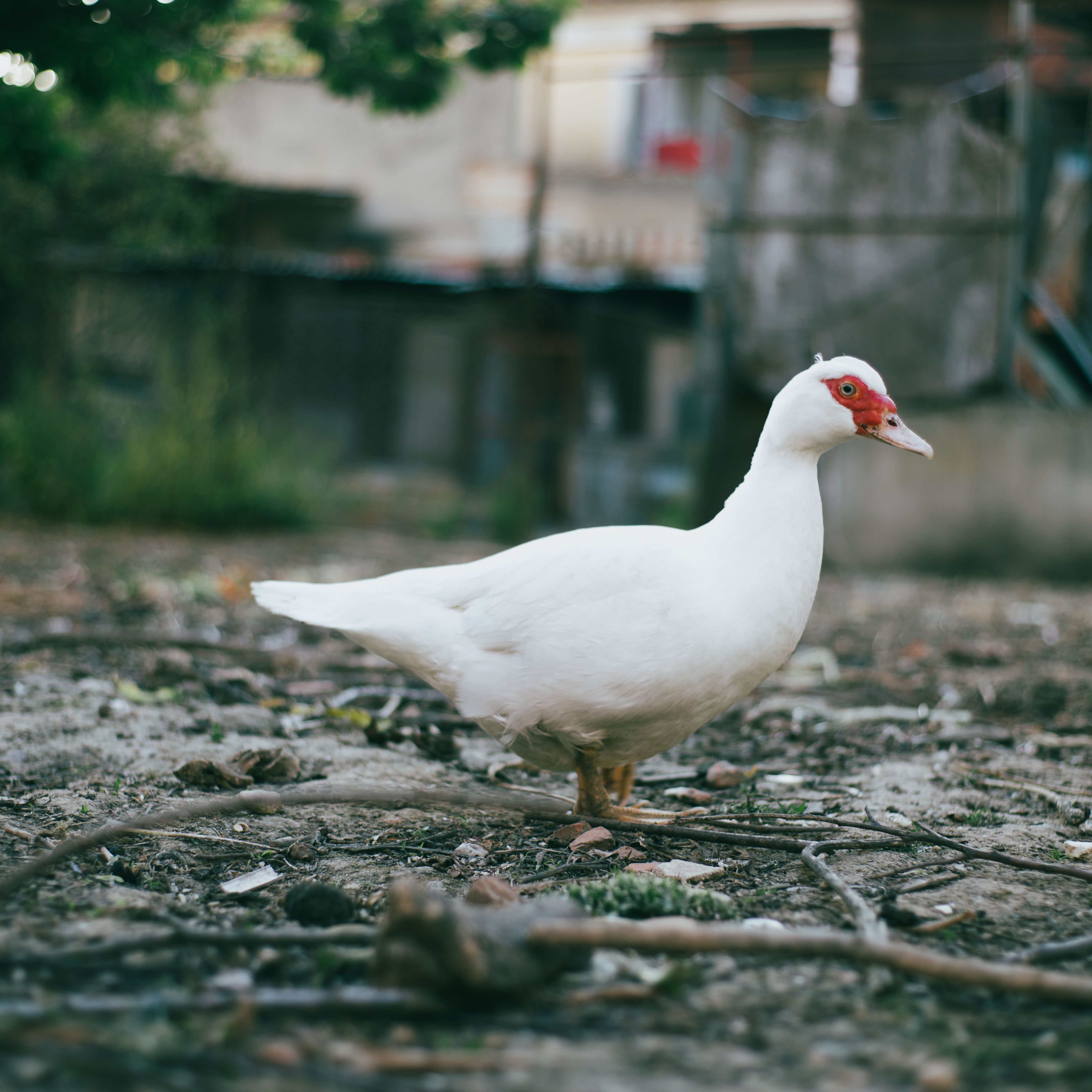 White Pekin Duck · Free Stock Photo