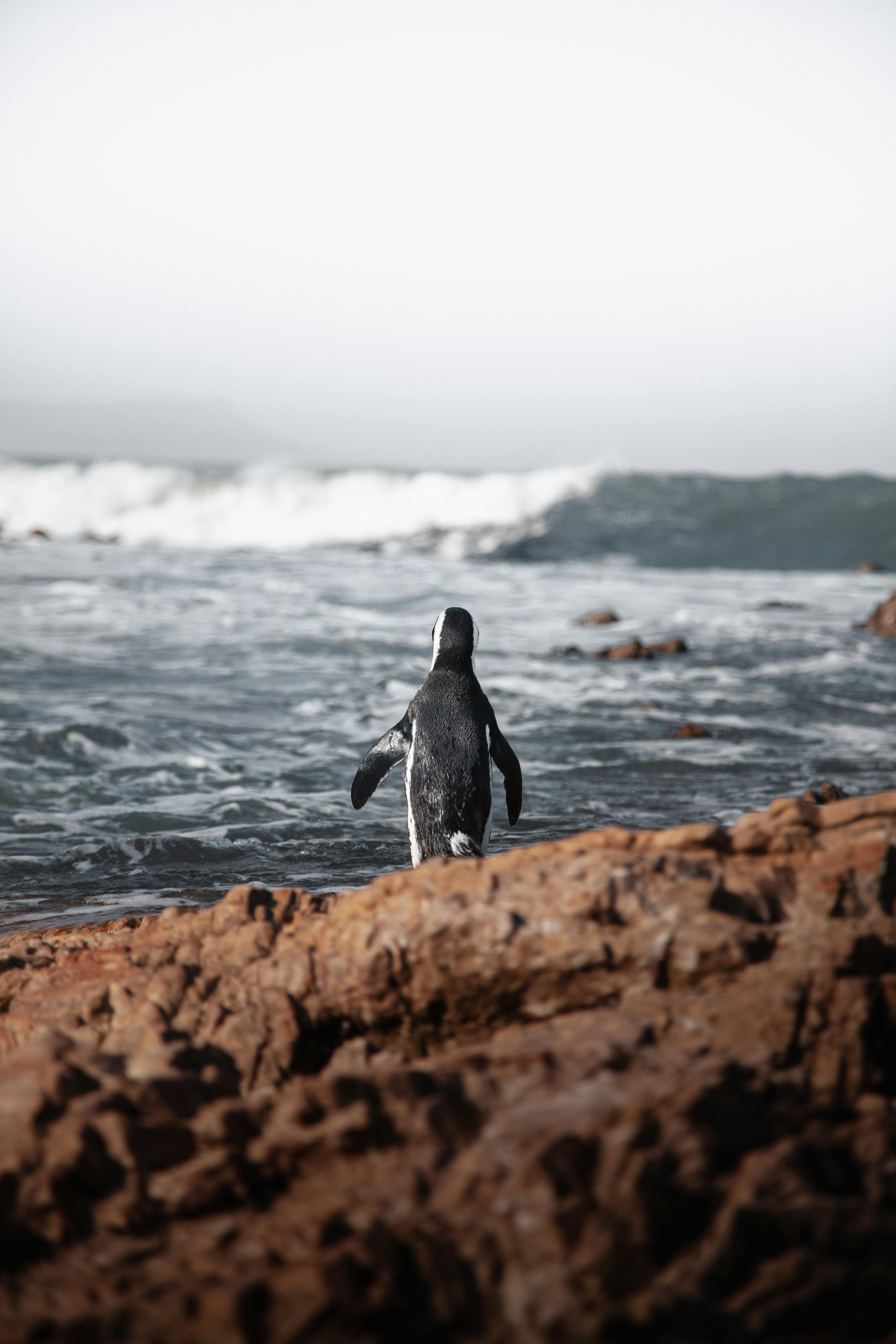 Atlantic Penguin Photos, Download The BEST Free Atlantic Penguin Stock ...