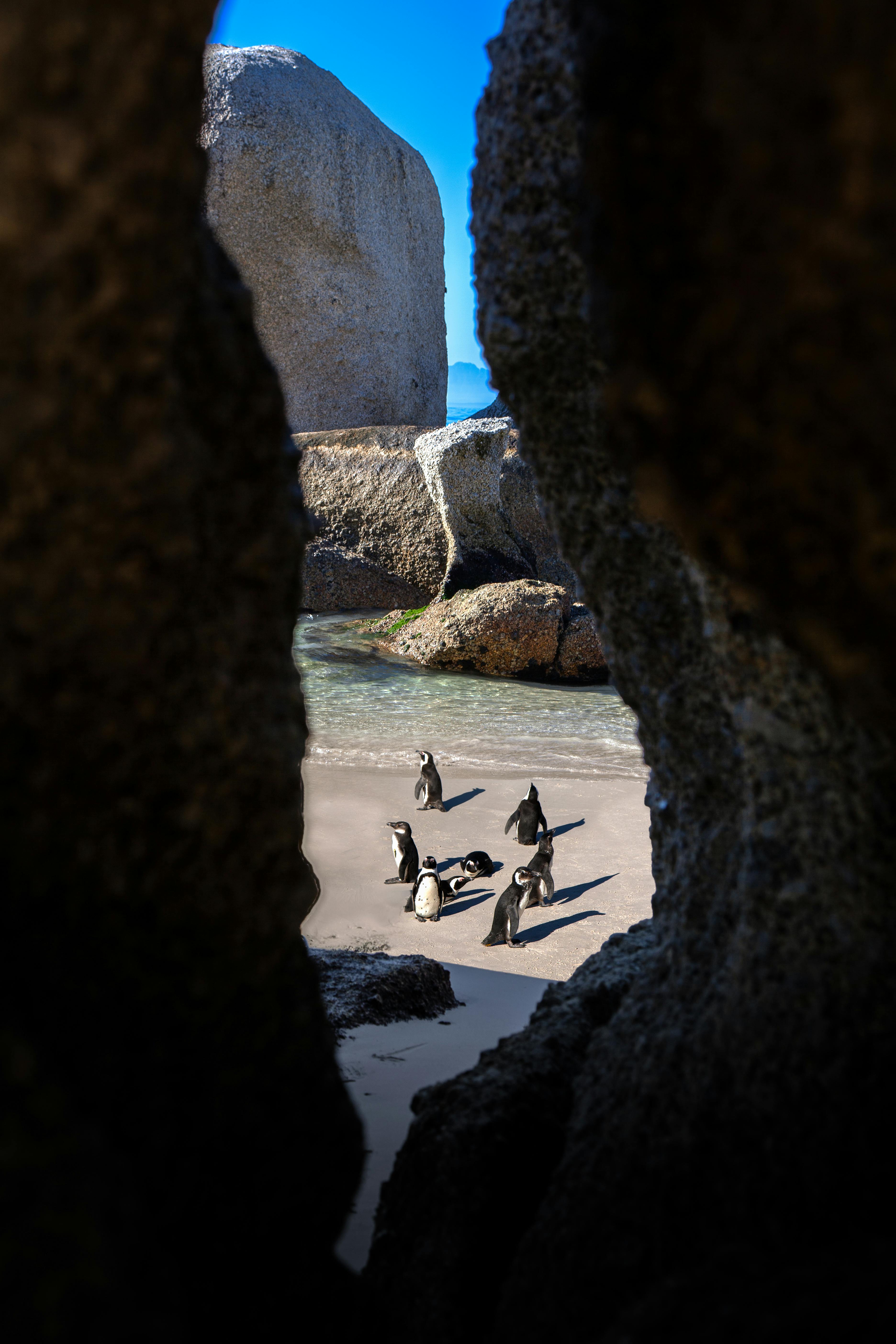 Penguin Watching Photos, Download The BEST Free Penguin Watching Stock ...