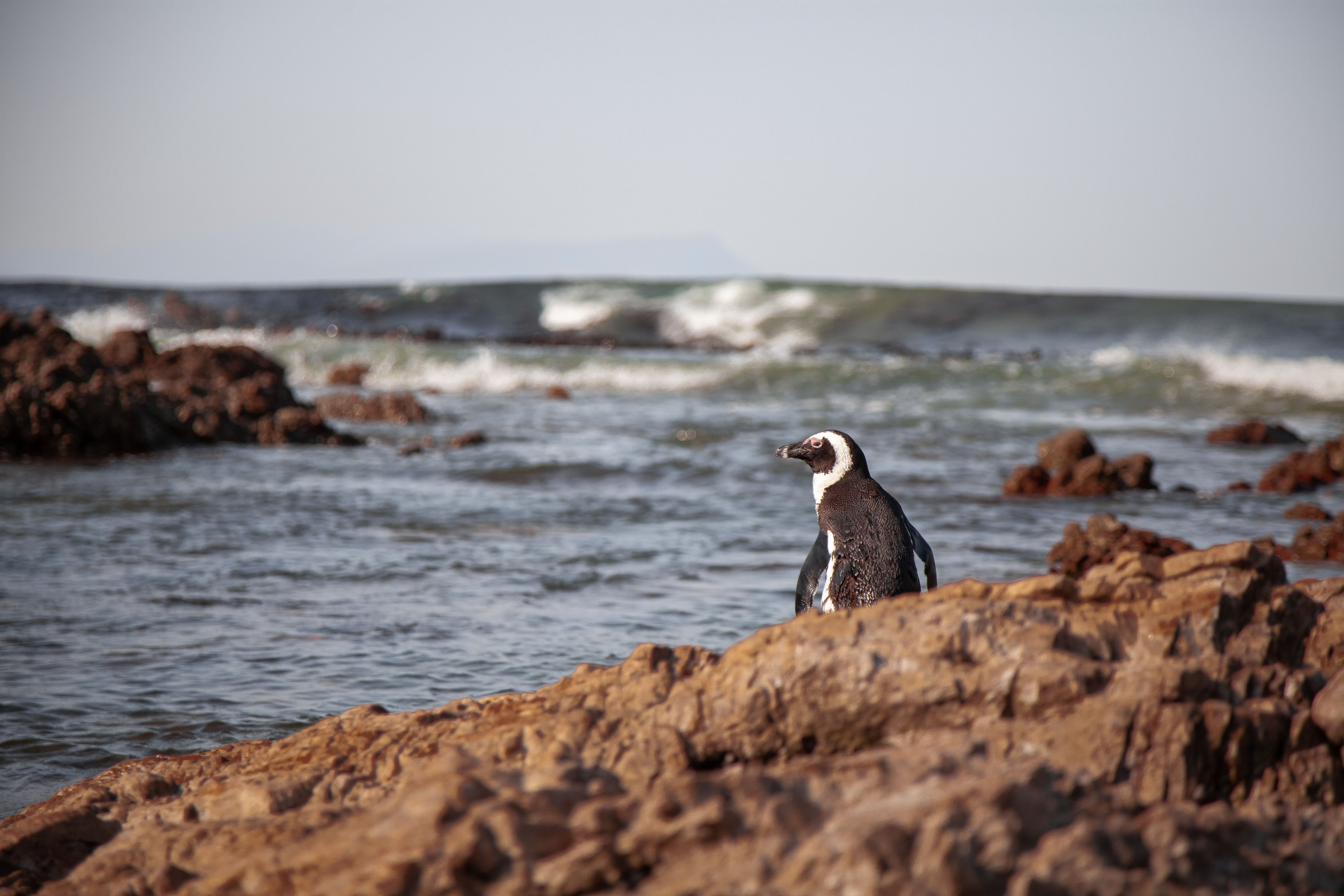A Penguin on a Rocky Shore · Free Stock Photo