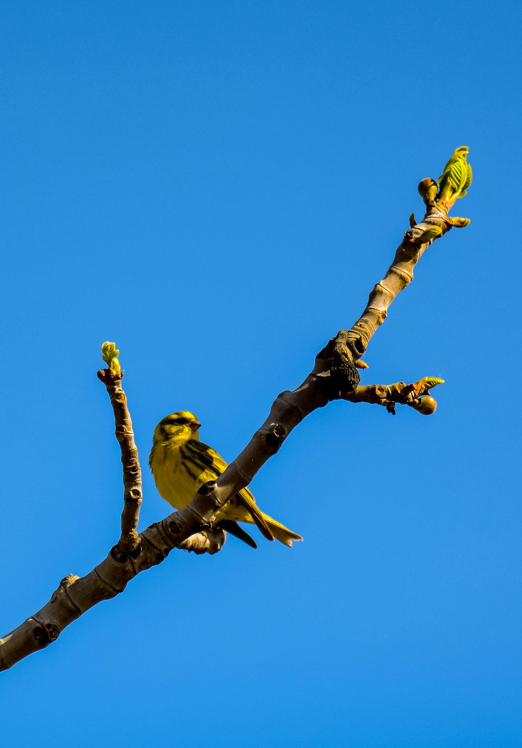 Photo of Birds Perched on a Bare Tree · Free Stock Photo