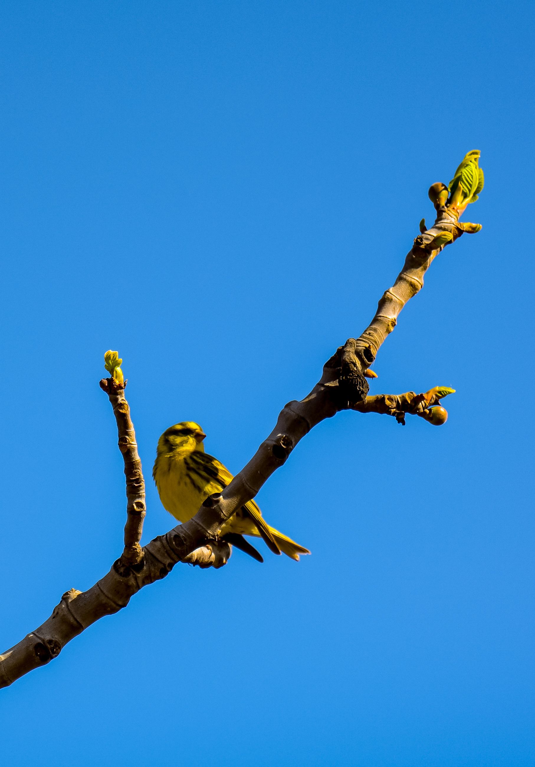 A Raven on a Tree Branch · Free Stock Photo
