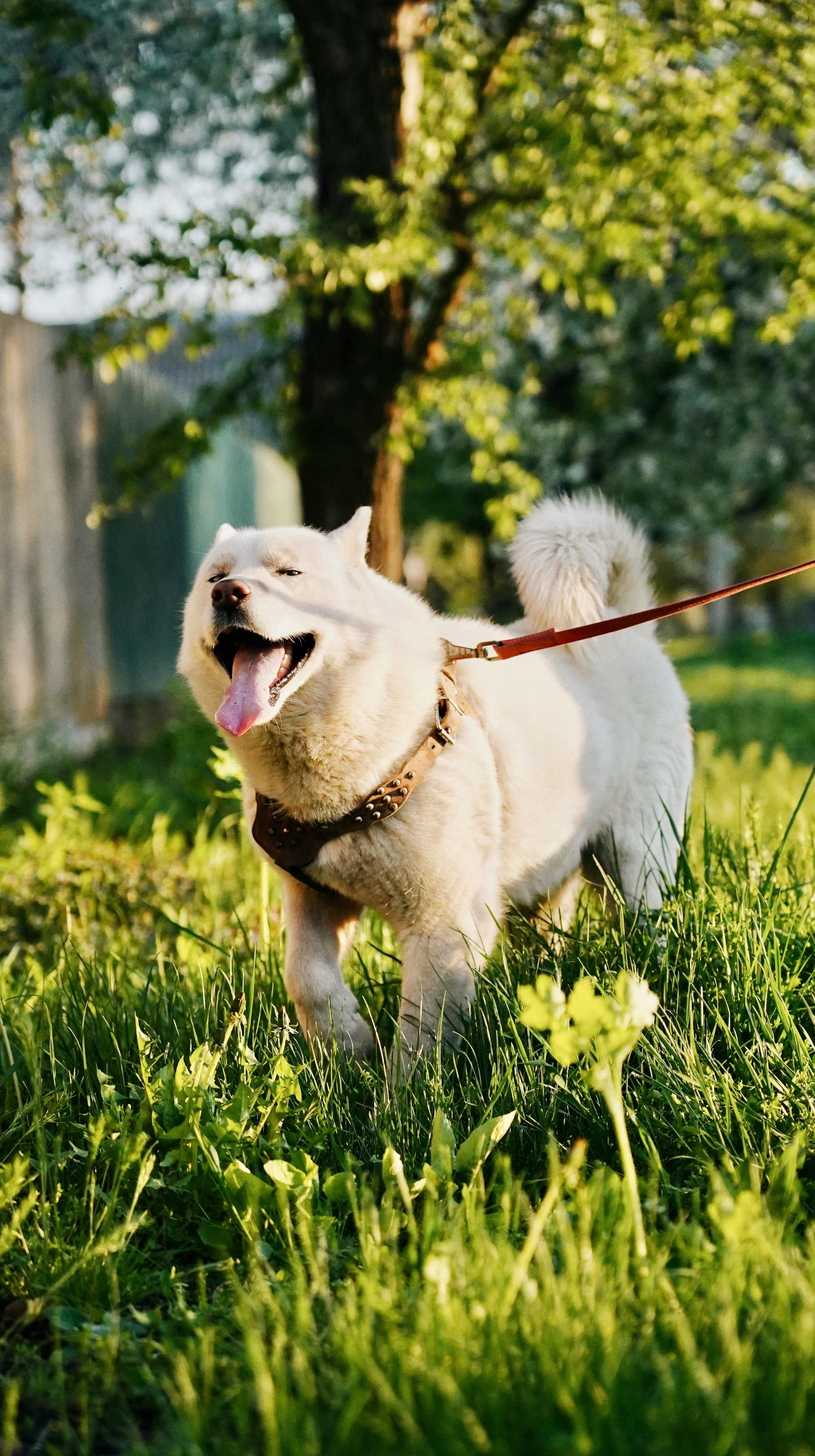 Dog Running in Park · Free Stock Photo