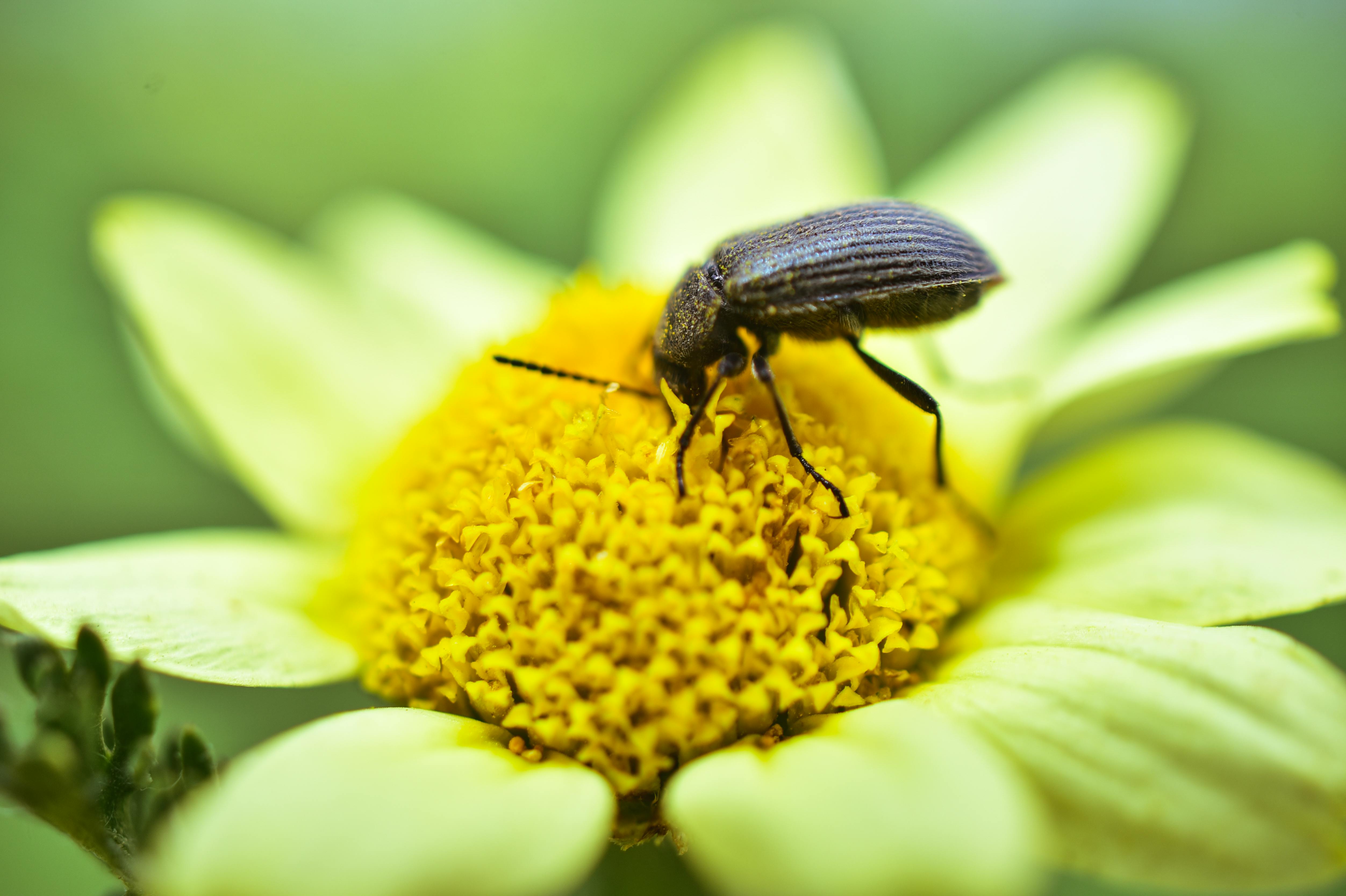 Close Up Photo of an Insect · Free Stock Photo