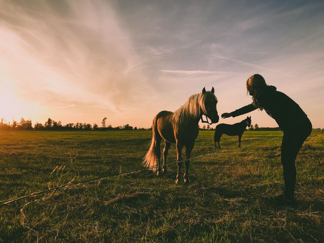 Best Age to Breed a Mare: Tips for Optimal Foal Health