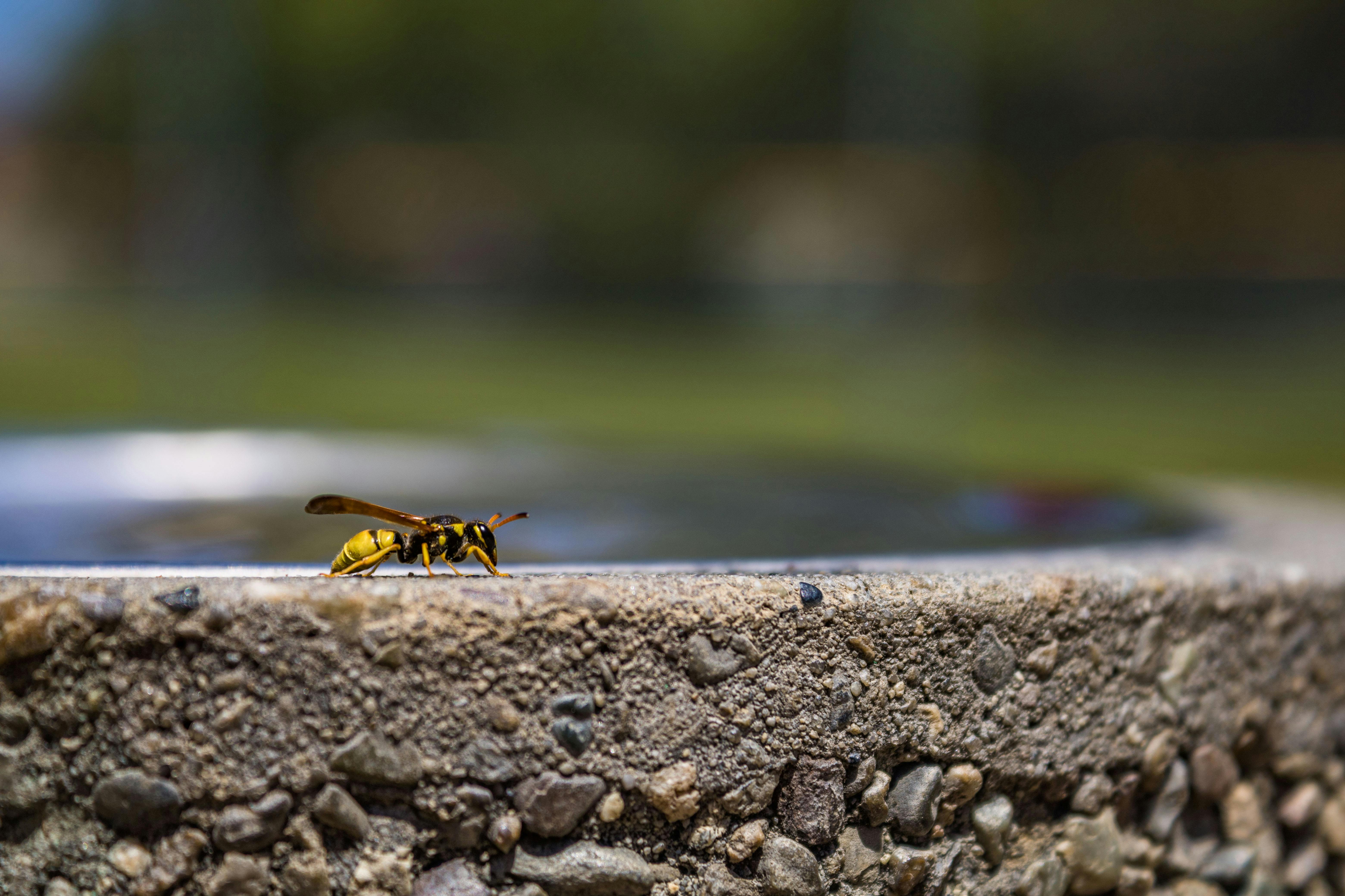 A Wasp on a Concrete Surface · Free Stock Photo