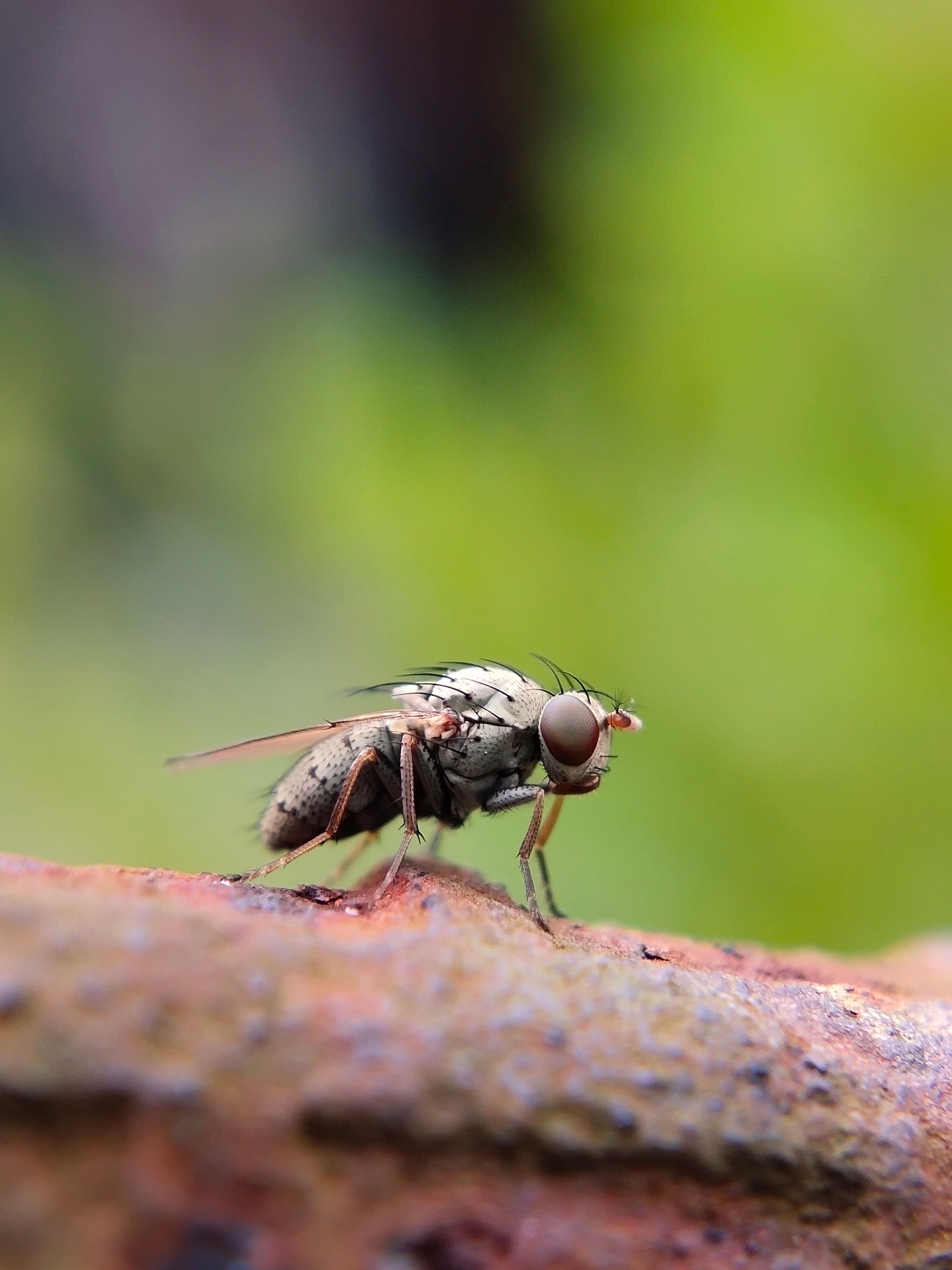 Close-Up Shot of a Fly · Free Stock Photo