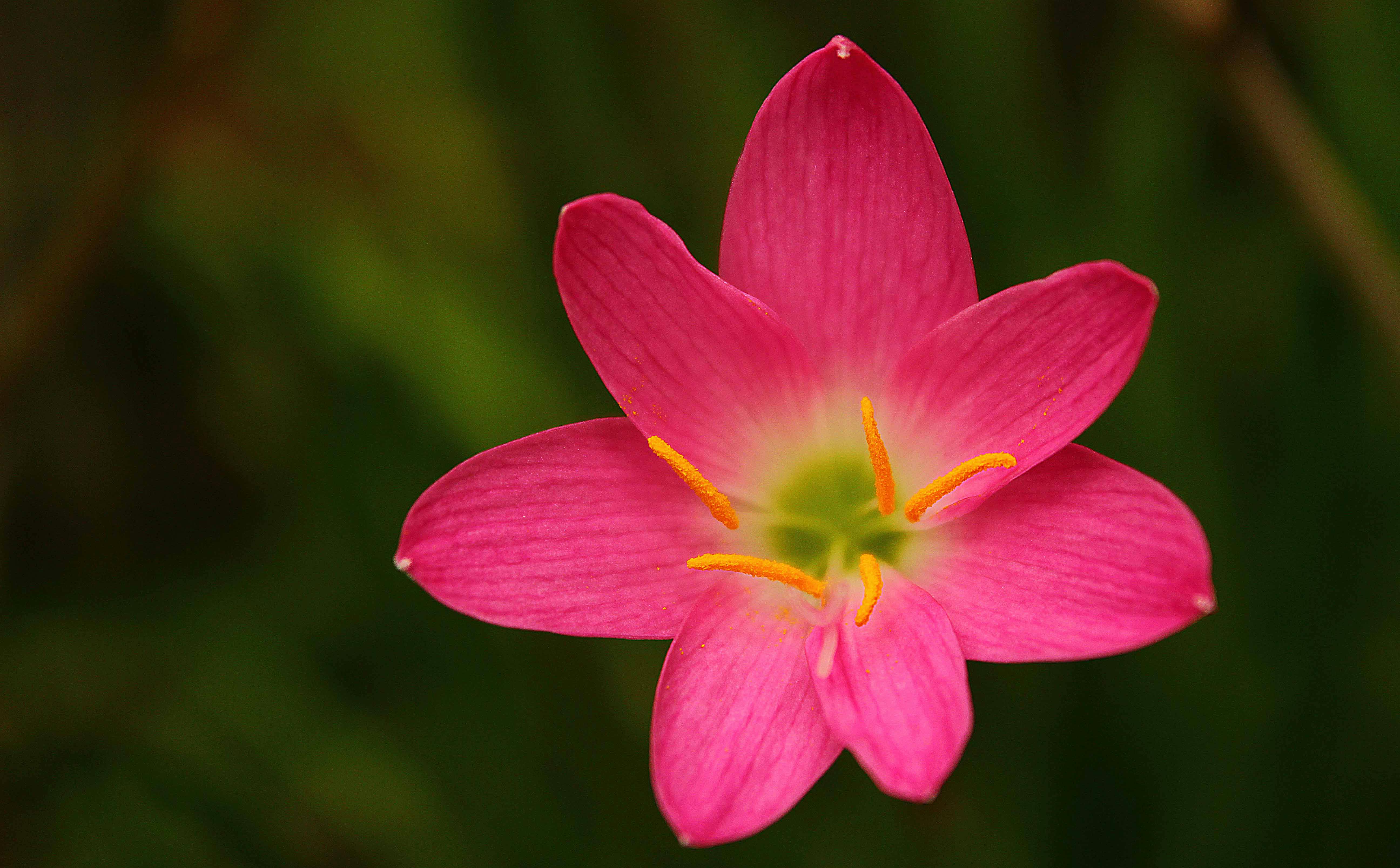 Close-up of a Pink Dahlia Flower · Free Stock Photo