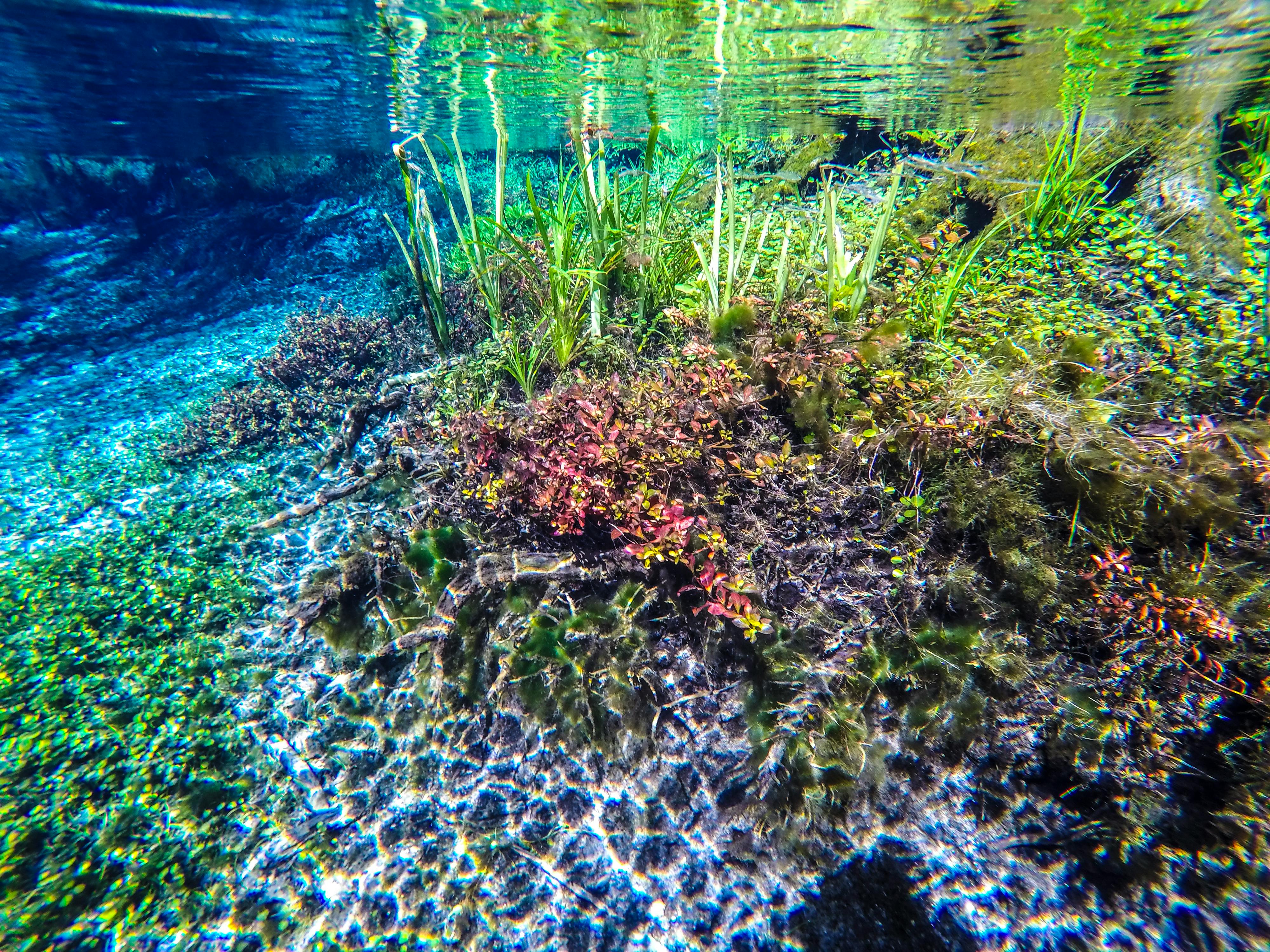 Free stock photo of plants, spring water, underwater