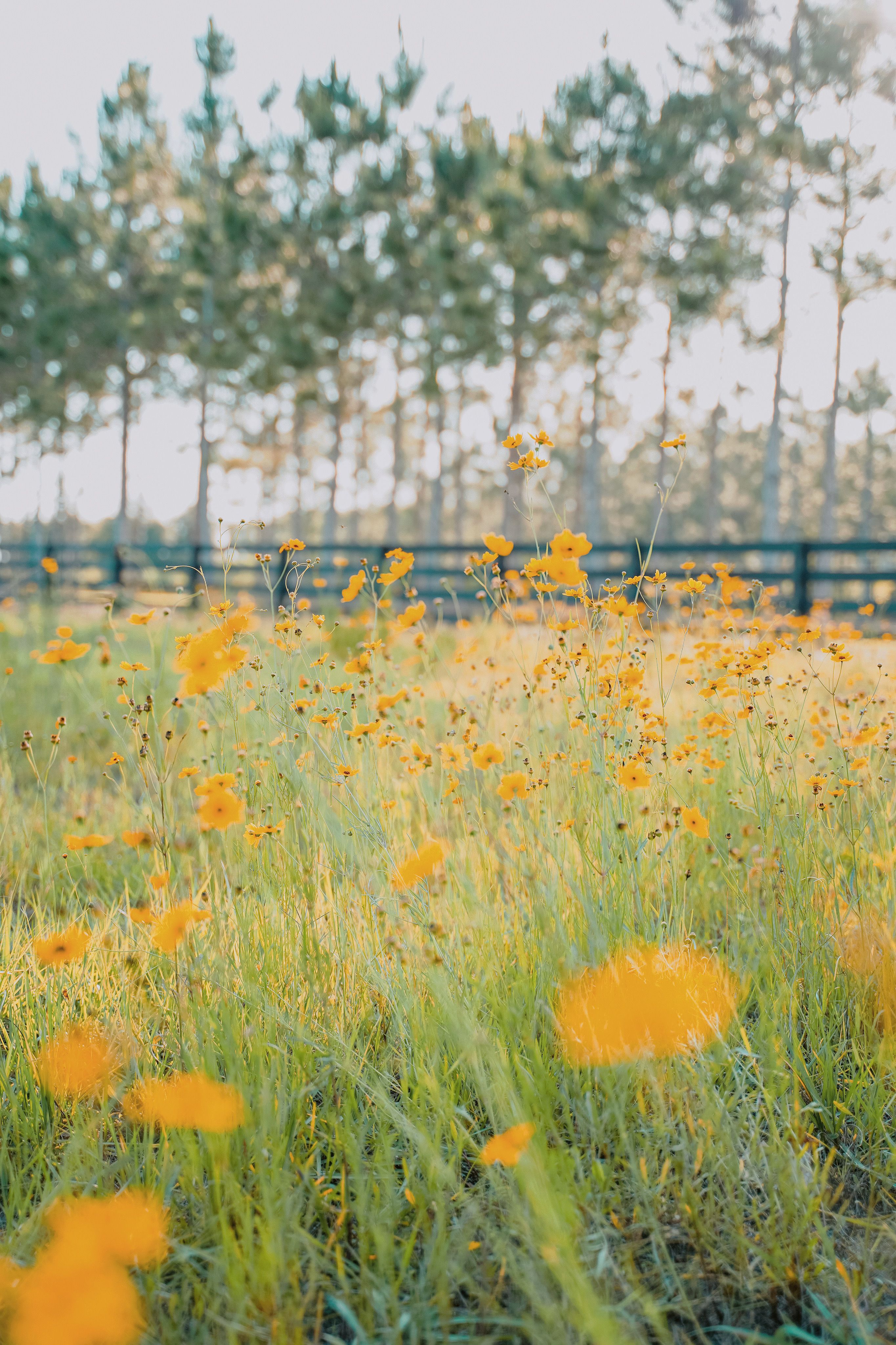 Field of Yellow Flowers · Free Stock Photo