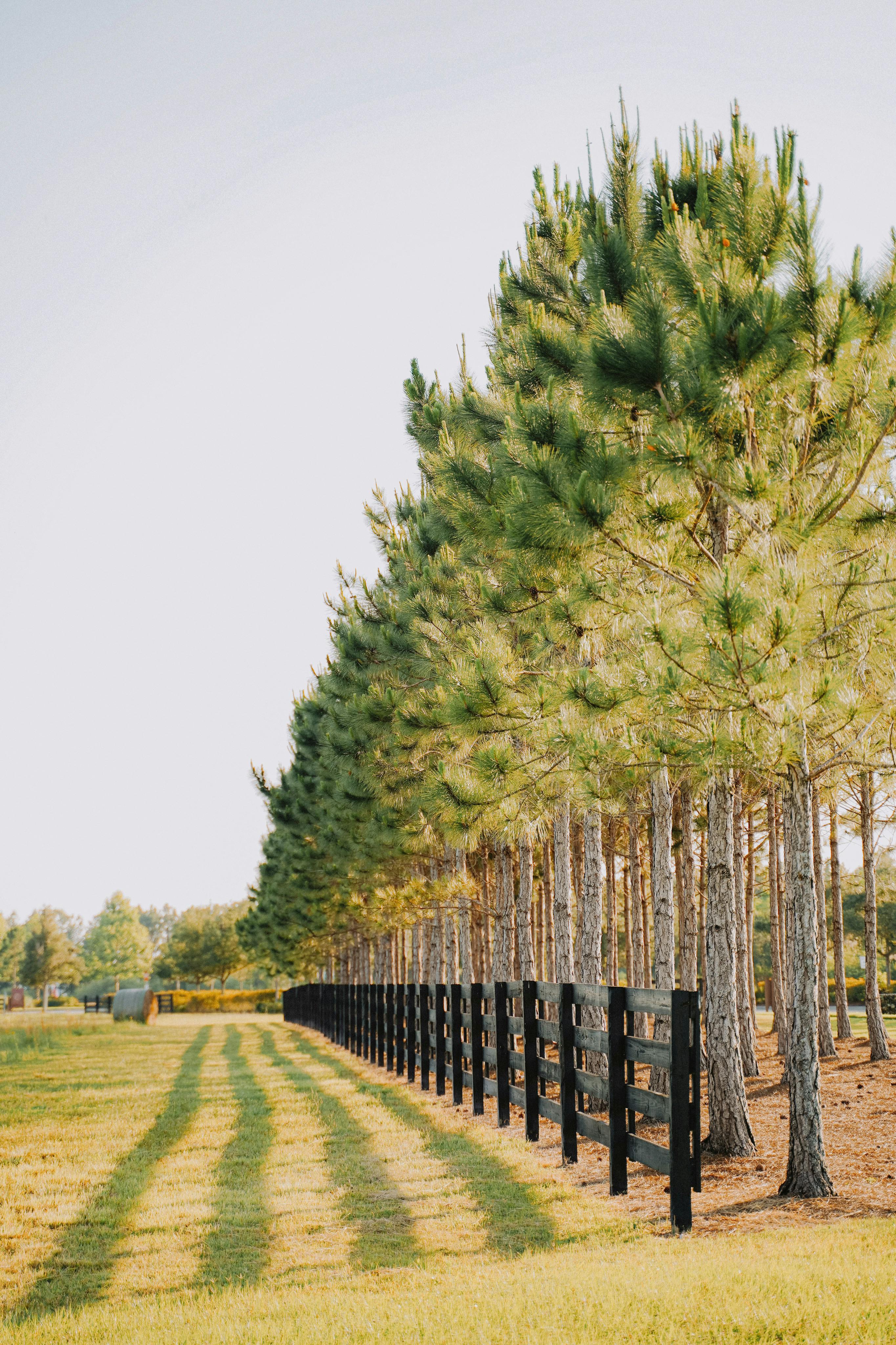 Trees near Wooden Fence · Free Stock Photo