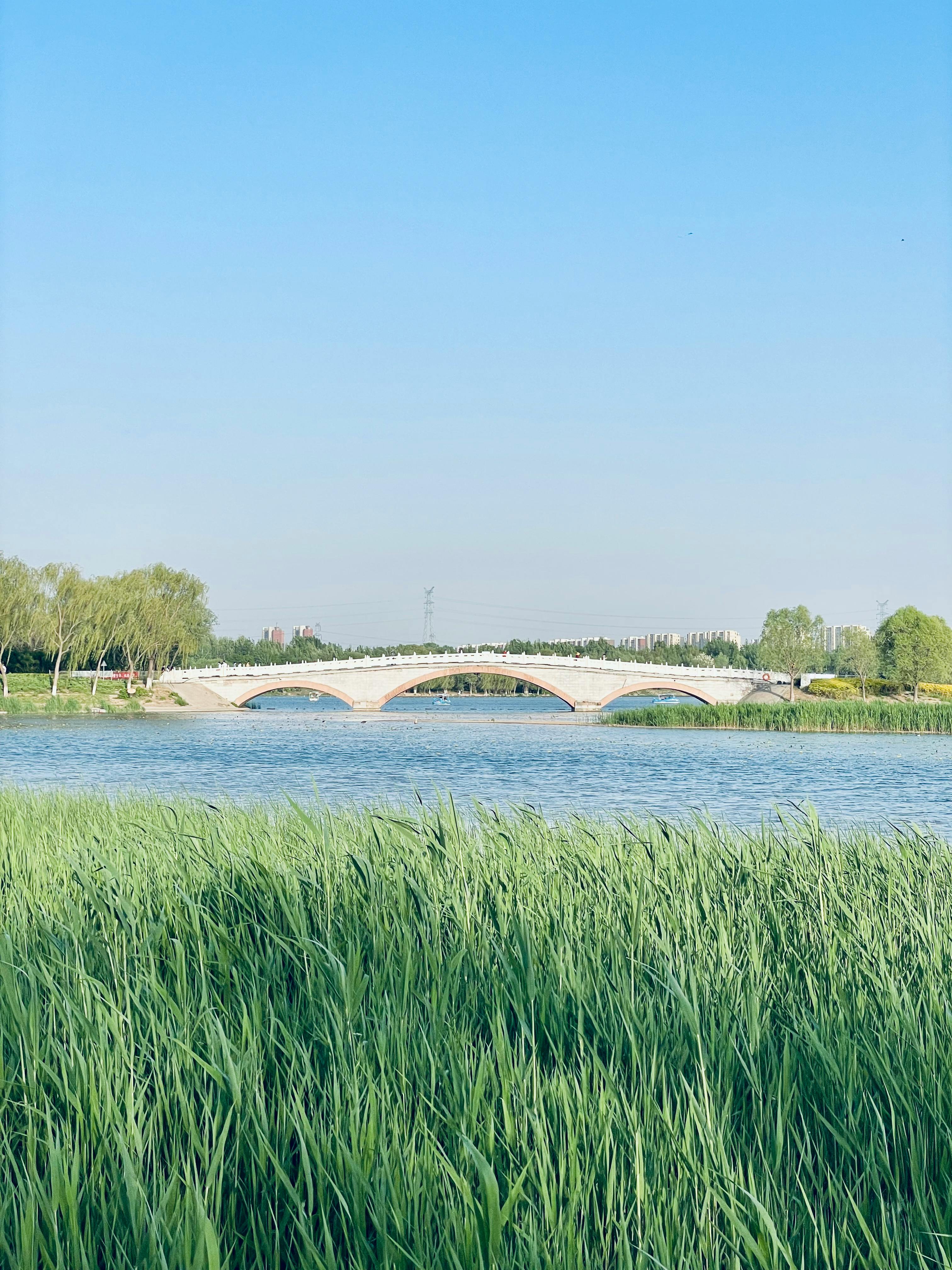Reeds near a Bridge by the Riverside · Free Stock Photo