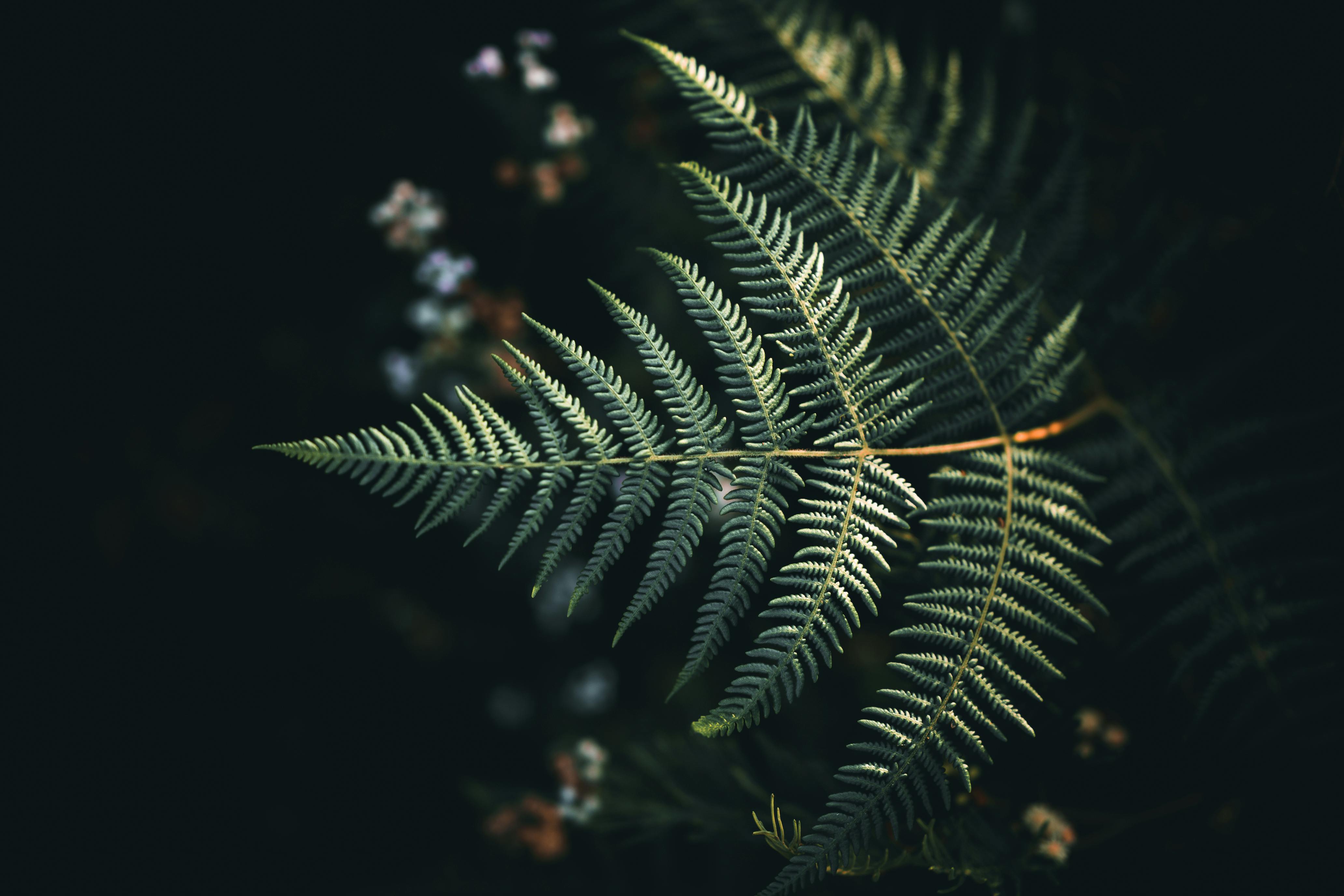 Close-up of a Fern Leaf · Free Stock Photo
