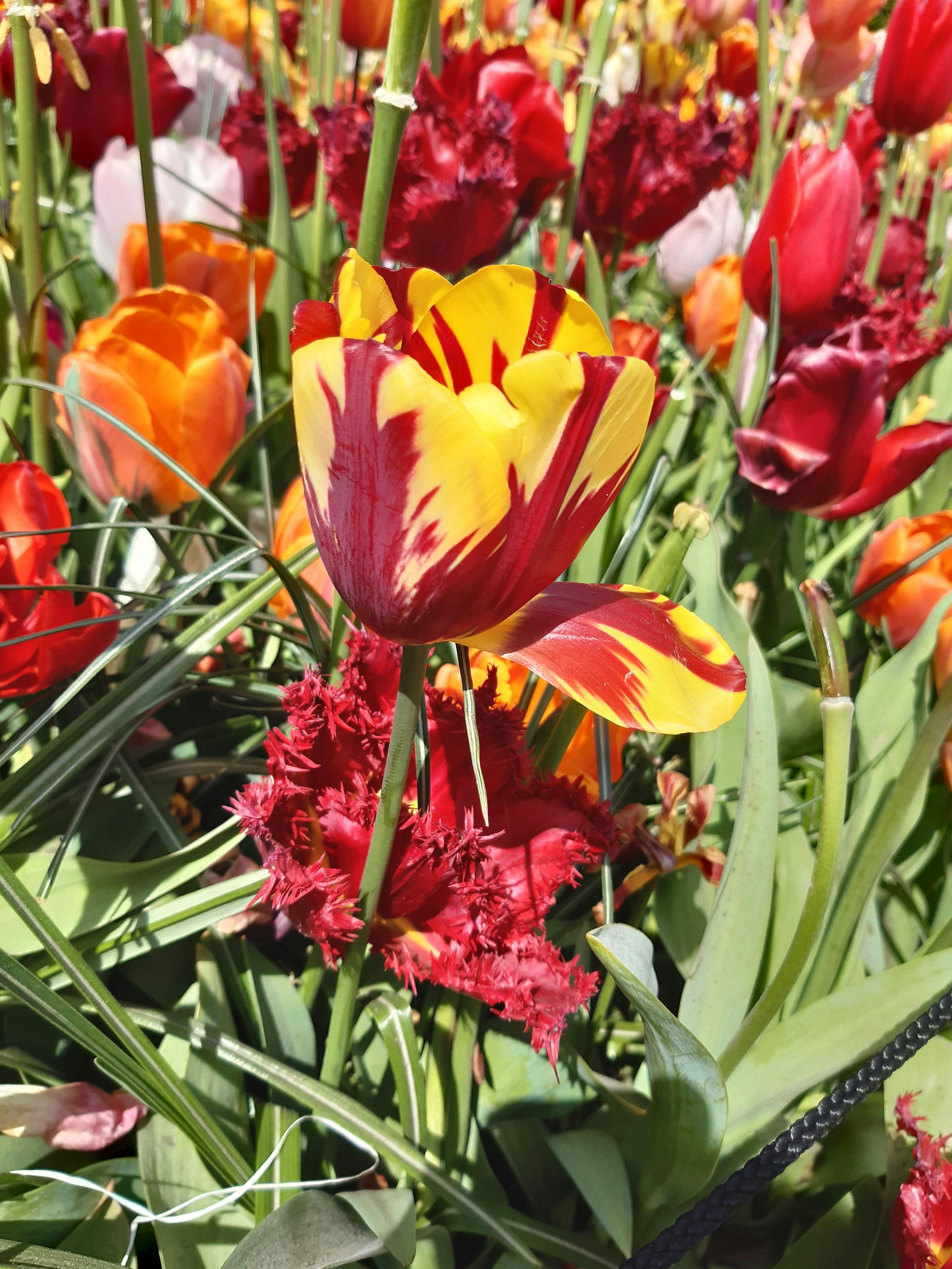 tulips from Holland 17 Photos & Videos Collected by MARIA BUTERA