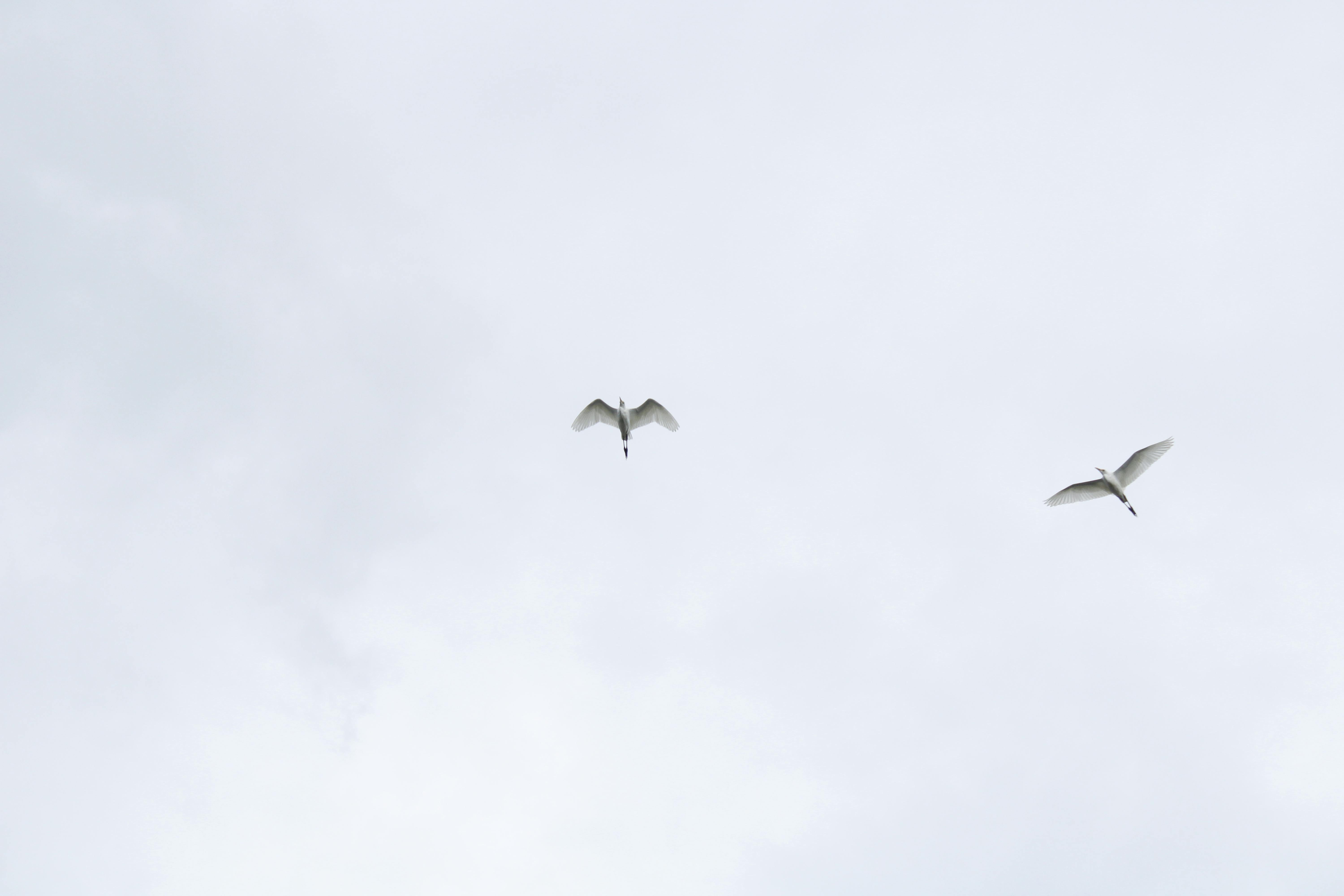 Low Angle Photo of Bird Flying during Night · Free Stock Photo