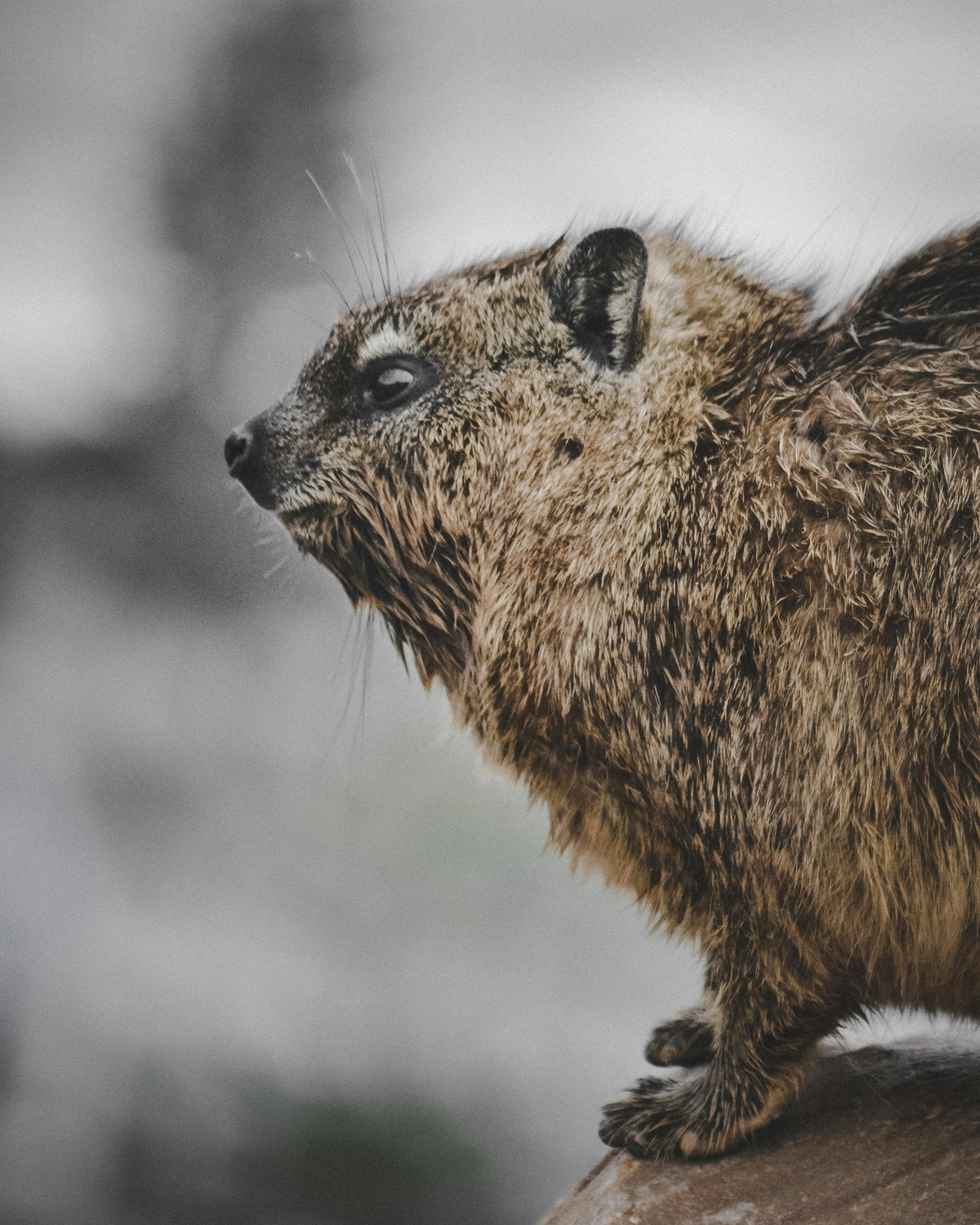 Hyrax Photos, Download The BEST Free Hyrax Stock Photos & HD Images