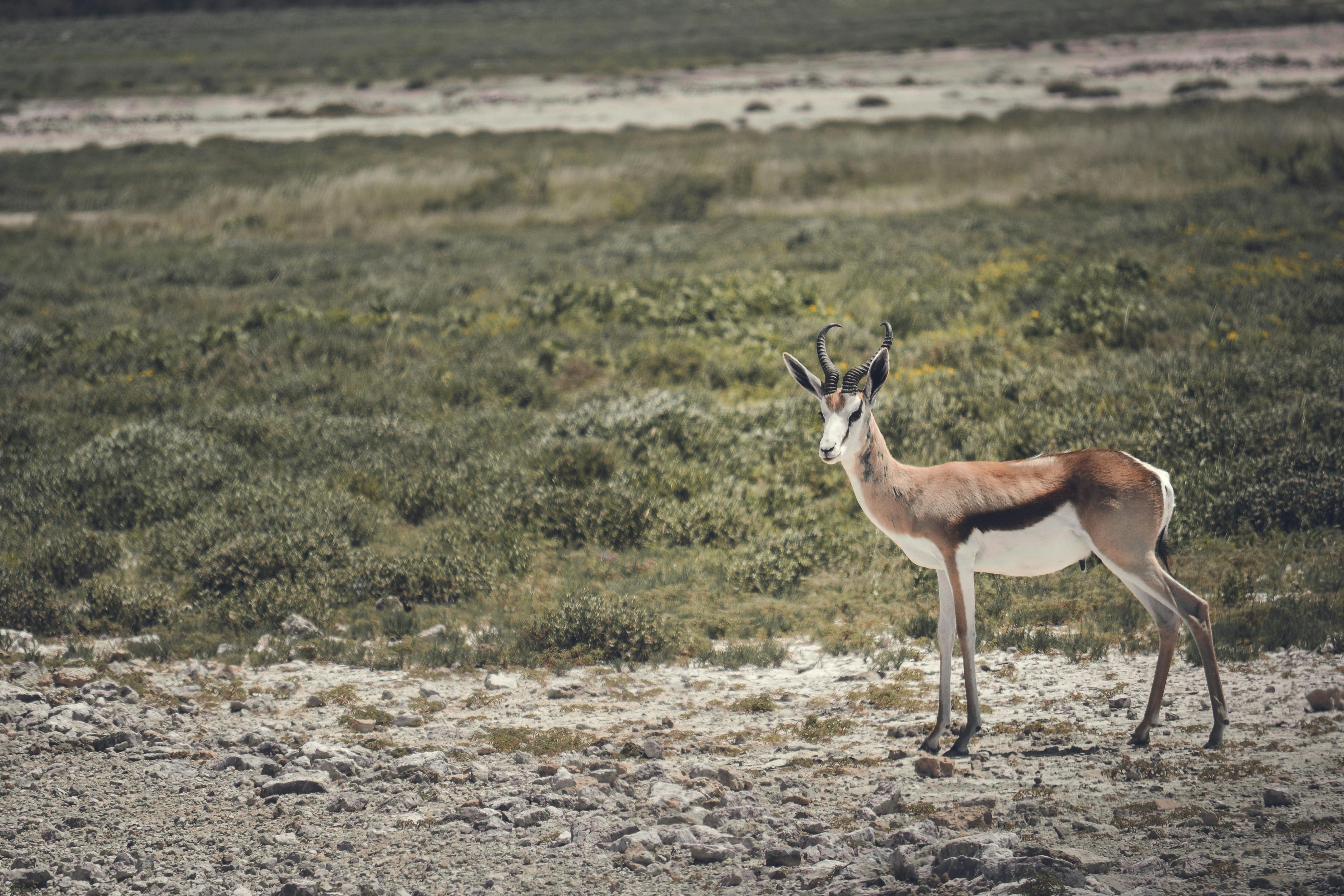 Springbok Photos, Download The BEST Free Springbok Stock Photos & HD Images