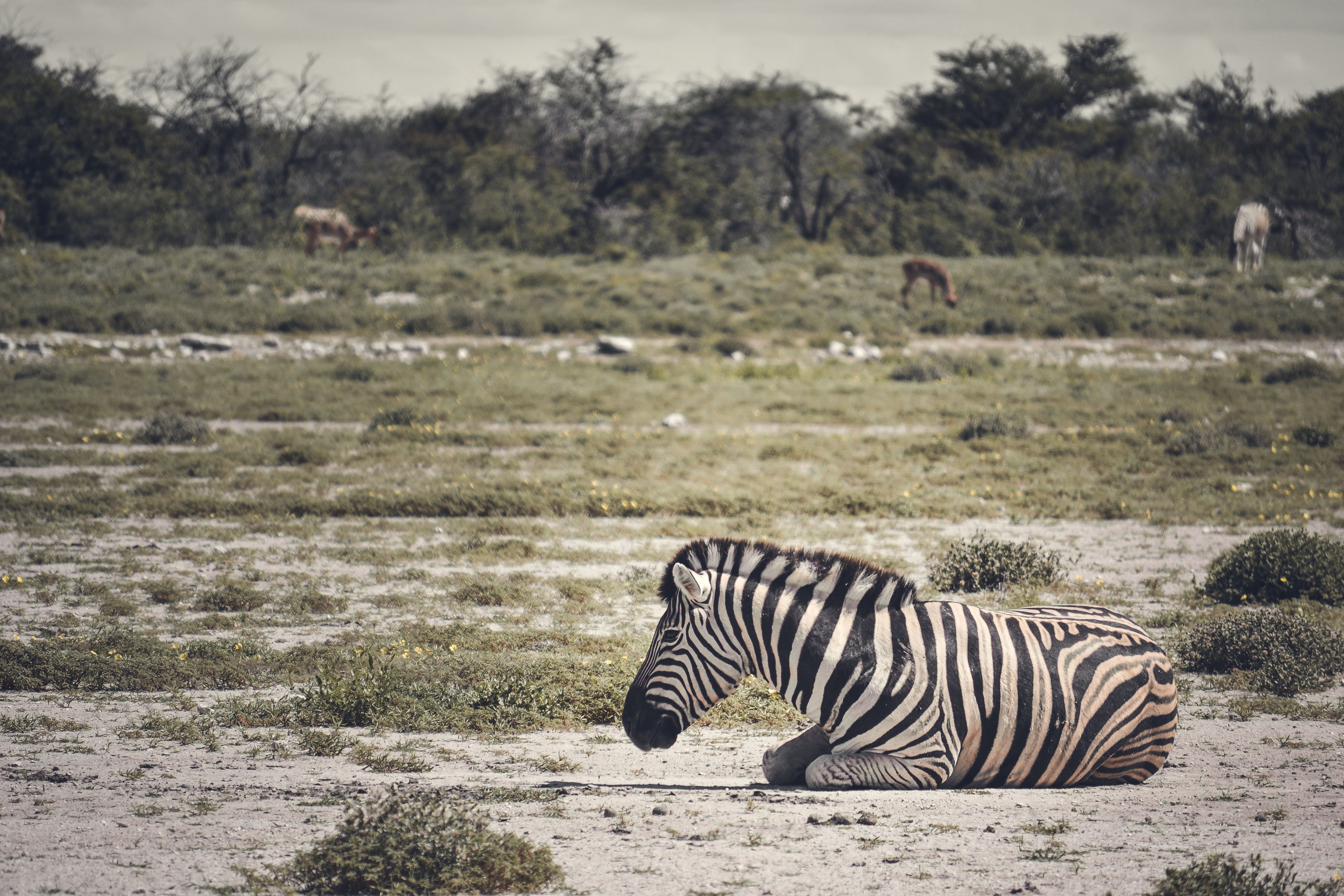 A Zebra Lying Down on the Ground · Free Stock Photo