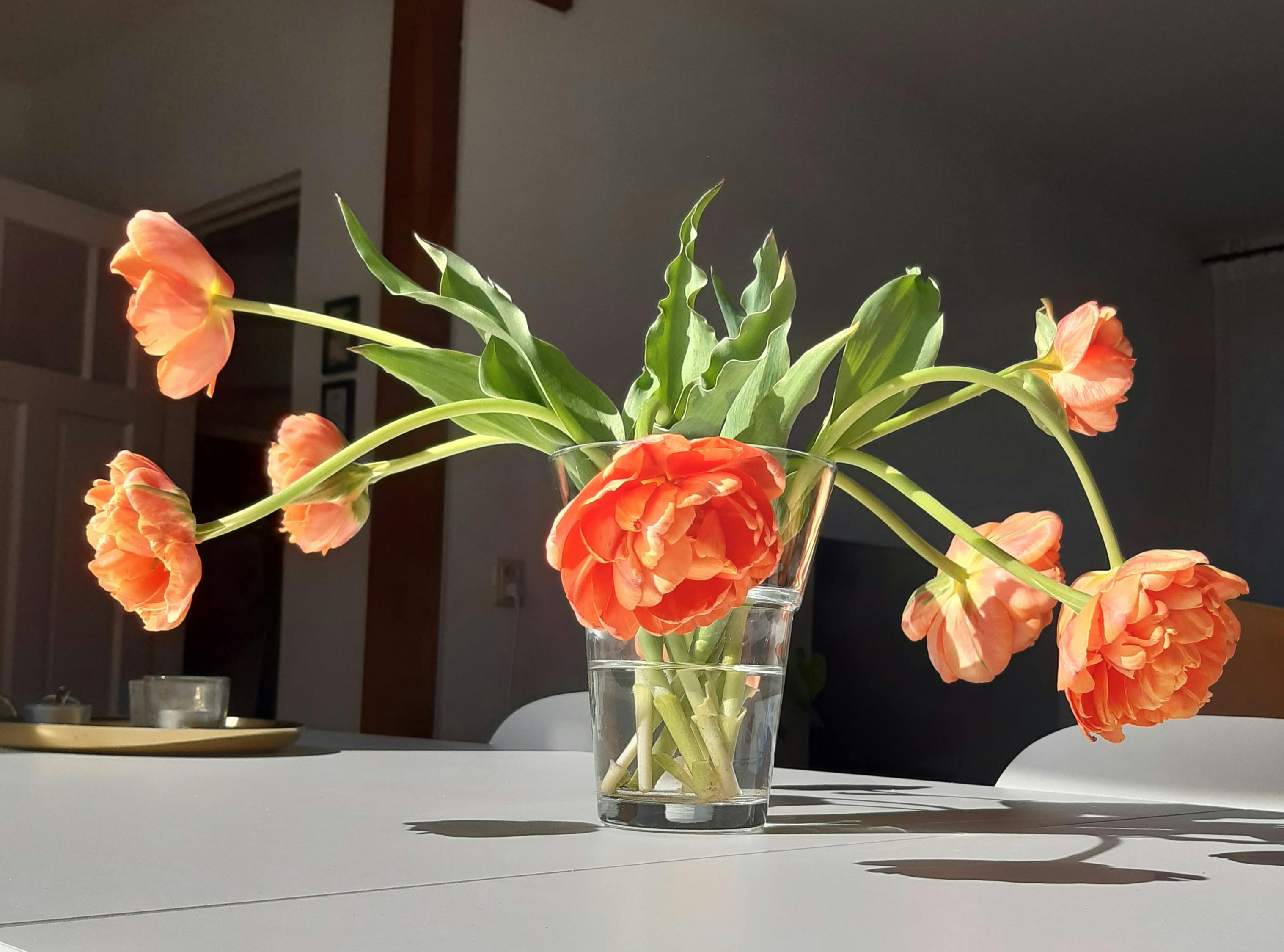 Tulips From Holland 17 Photos & Videos Collected by MARIA BUTERA