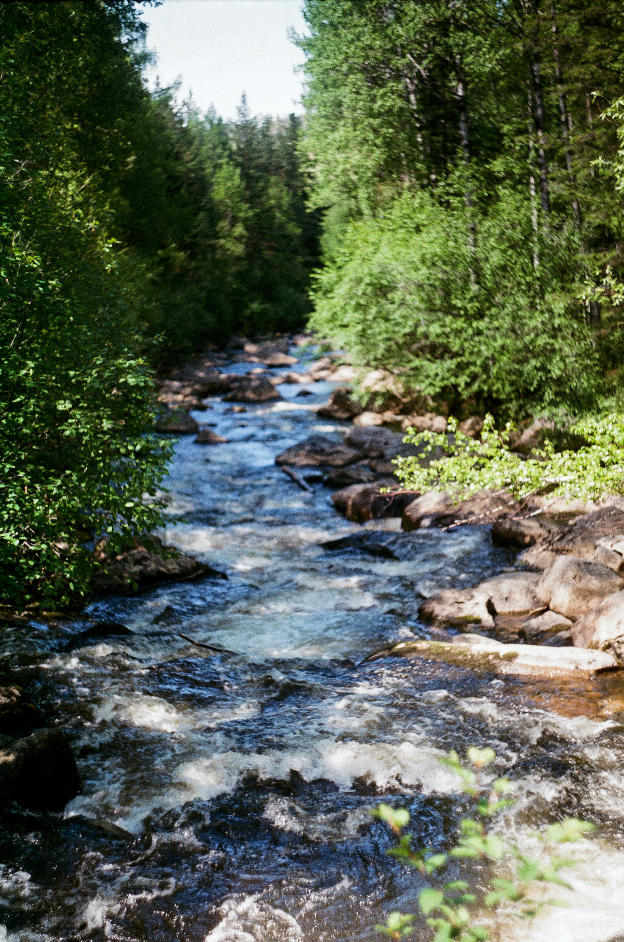 6,228+ Best Free Flowes Stock Photos & Images · 100% Royalty-Free HD ...