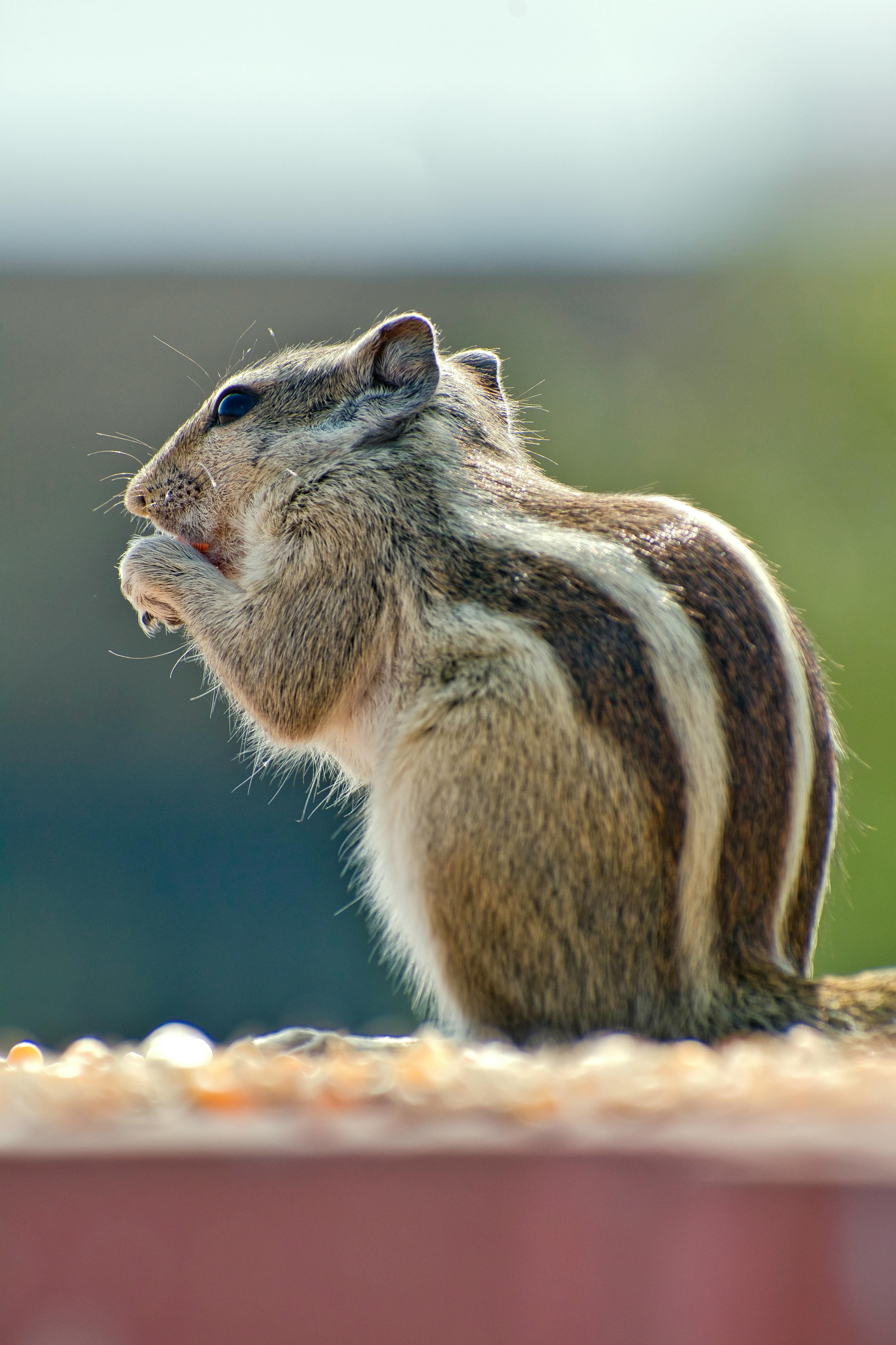 Close Up Photo of a Chipmunk · Free Stock Photo